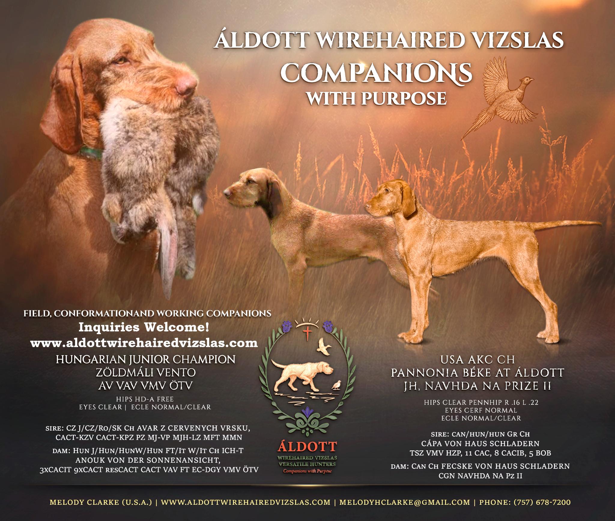 Áldott Wirehaired Vizslas in Virginia | Wirehaired Vizsla puppies ...