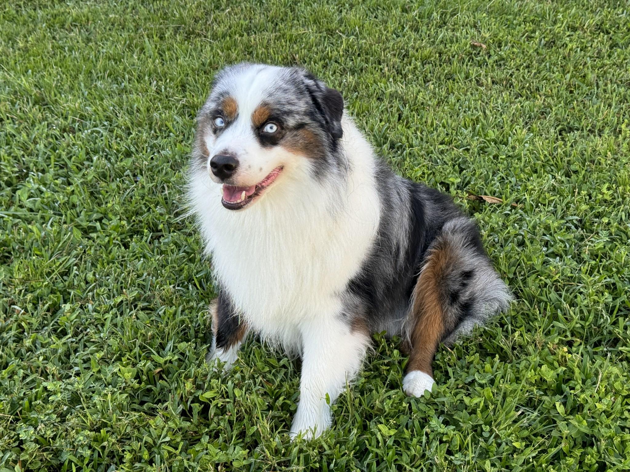 Lightning's Legacy in Florida | Miniature American Shepherd puppies ...