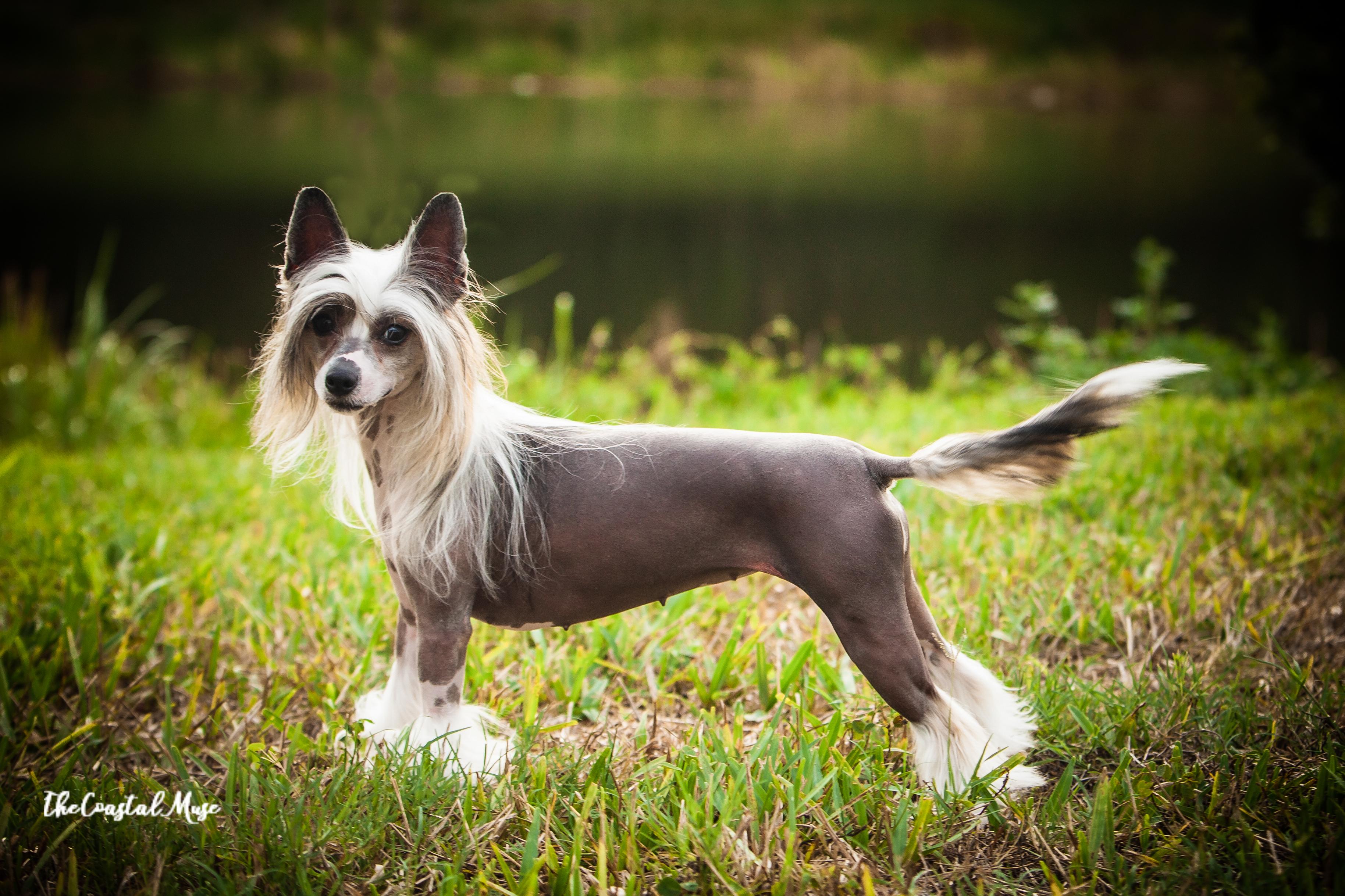 Crowned Chinese Cresteds in Florida | Chinese Crested puppies | Good Dog