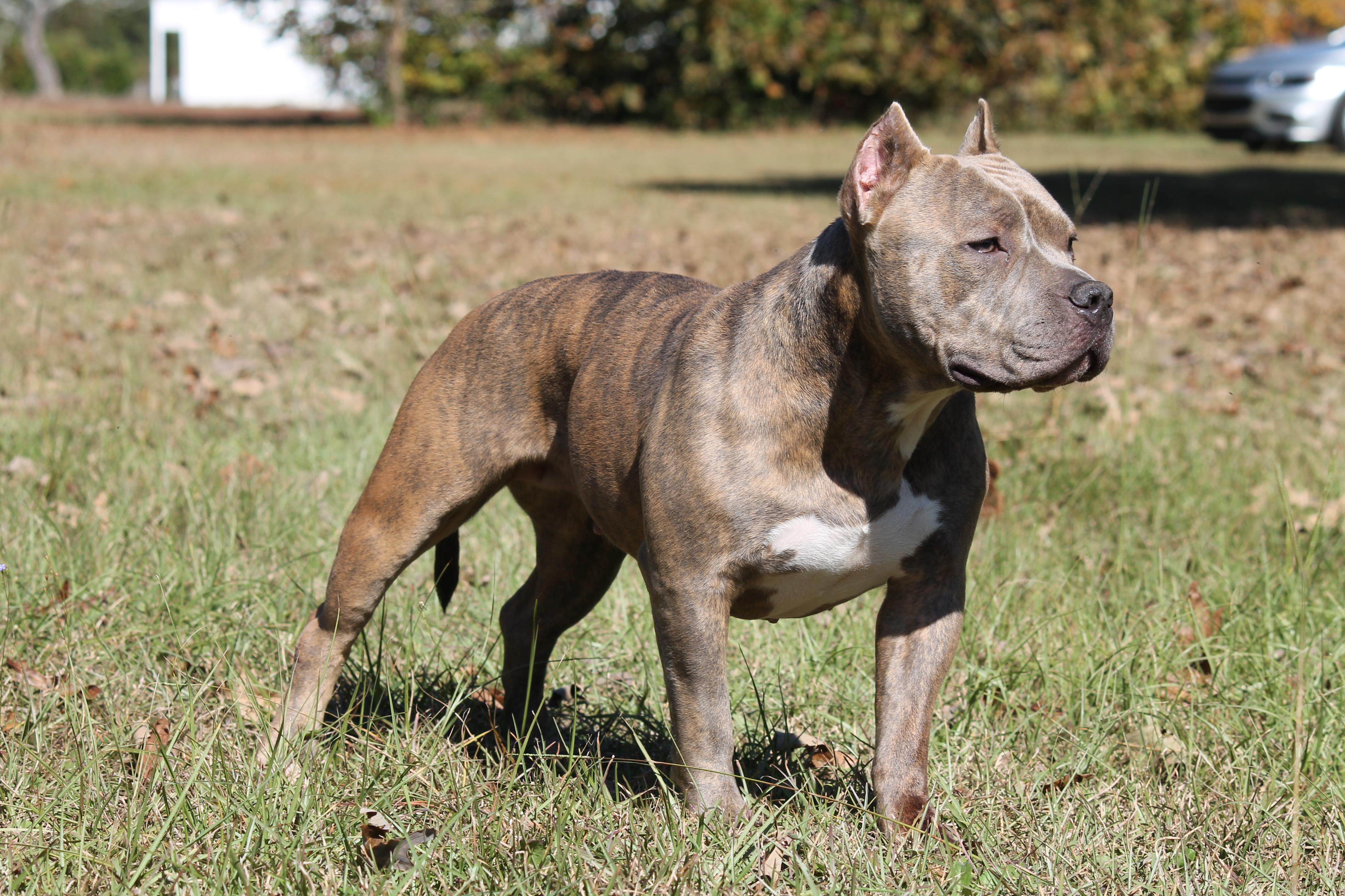 Sunset Acre Bullies in South Carolina | American Bully puppies | Good Dog