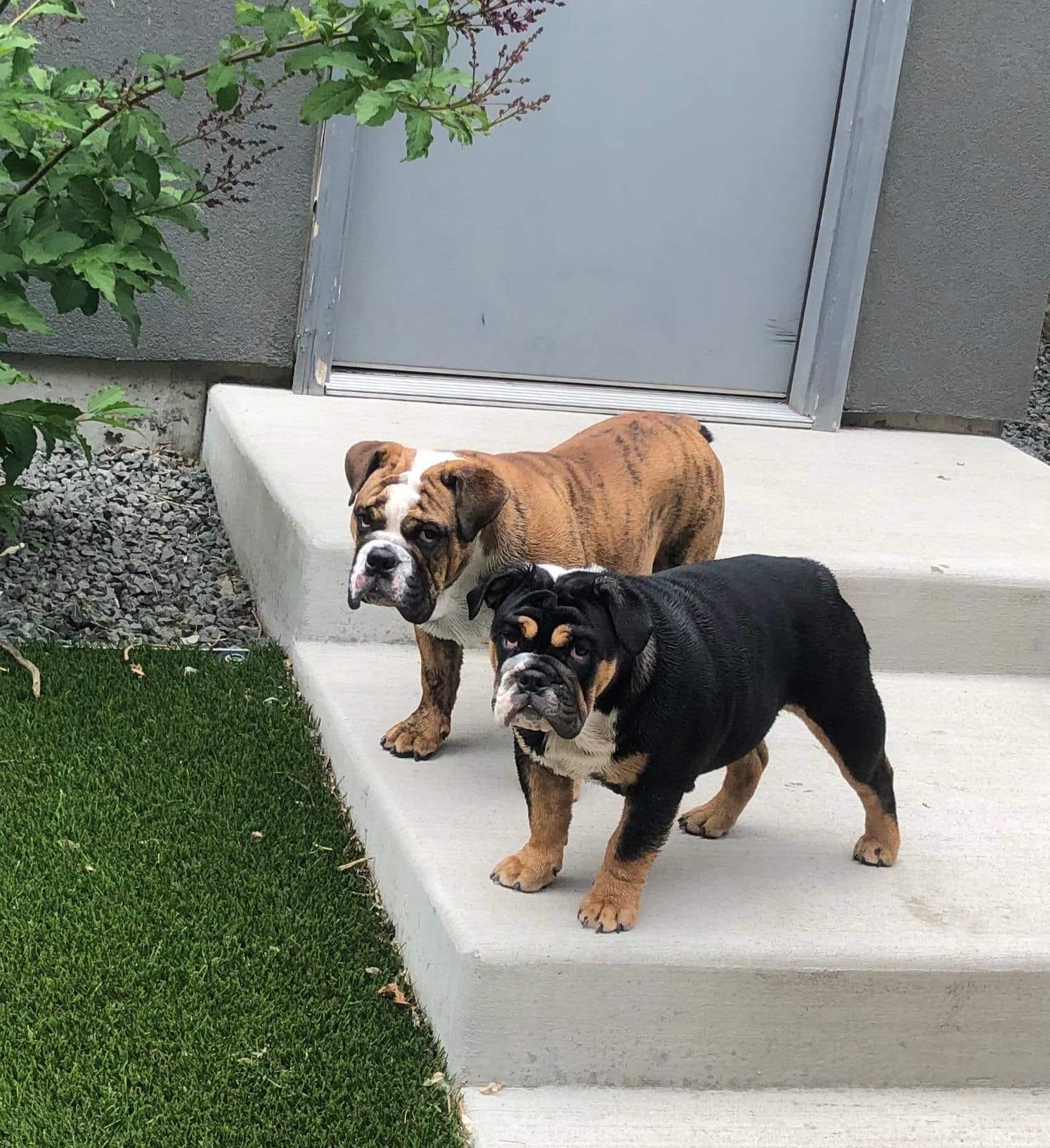 Valhalla Rare Bulldogs in Colorado | Bulldog puppies | Good Dog