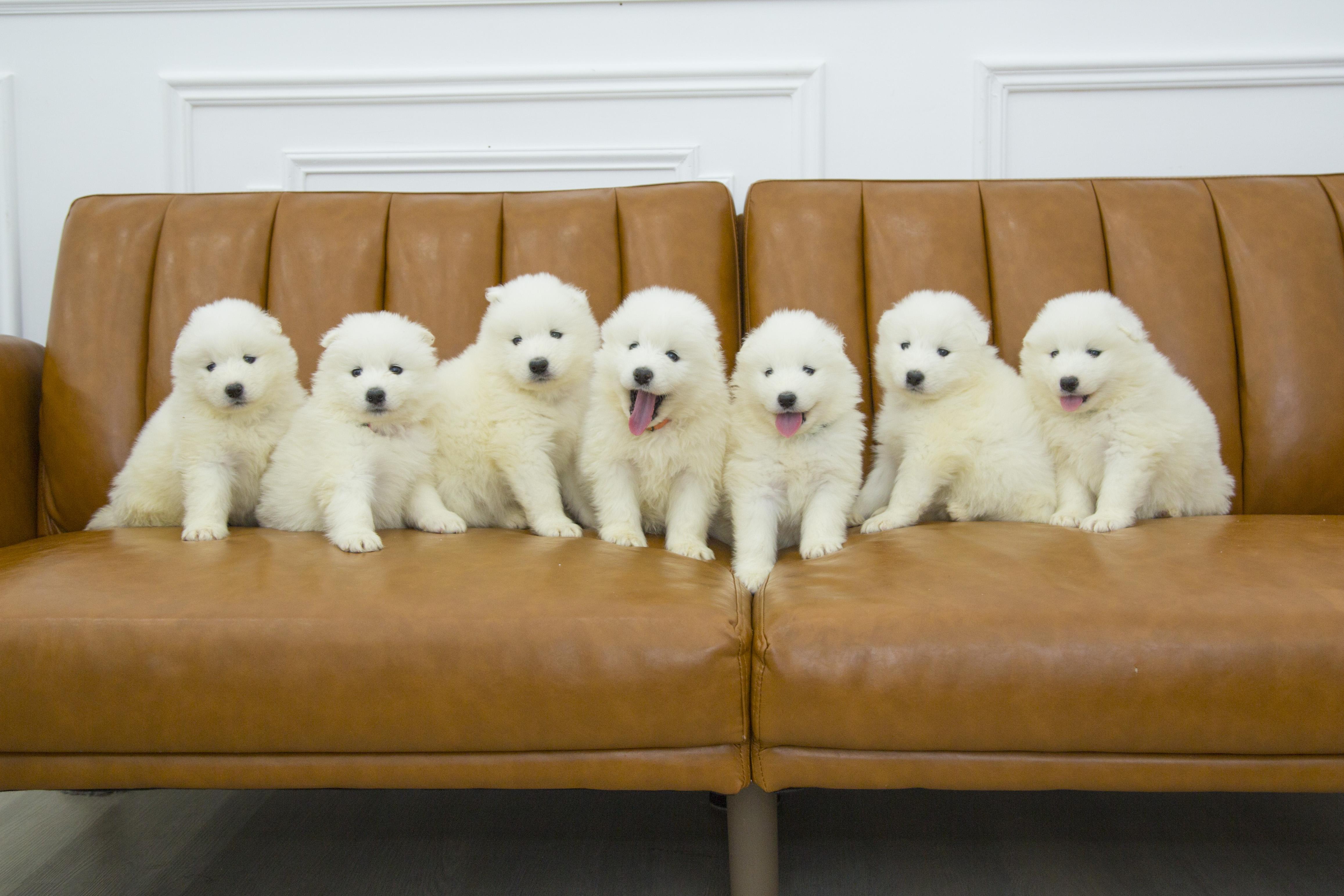 Desert Snow Samoyeds in Utah | Samoyed puppies | Good Dog