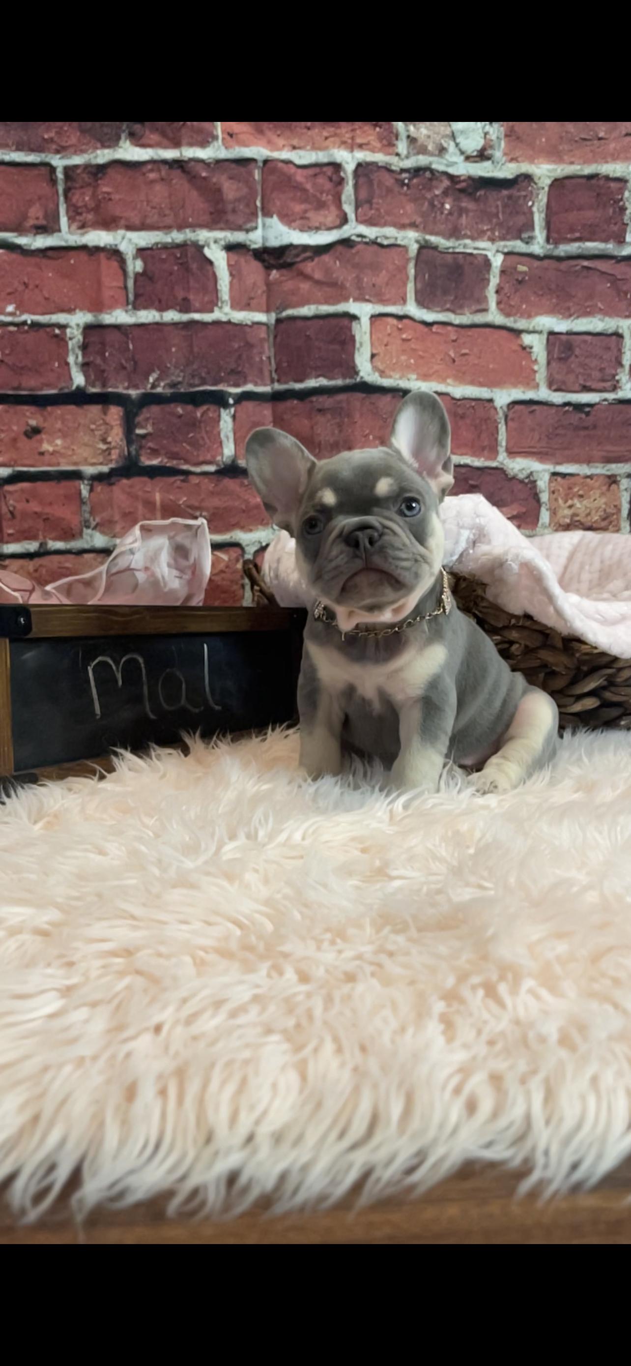 Amanda Castillo's Frenchies in Texas | French Bulldog puppies | Good Dog