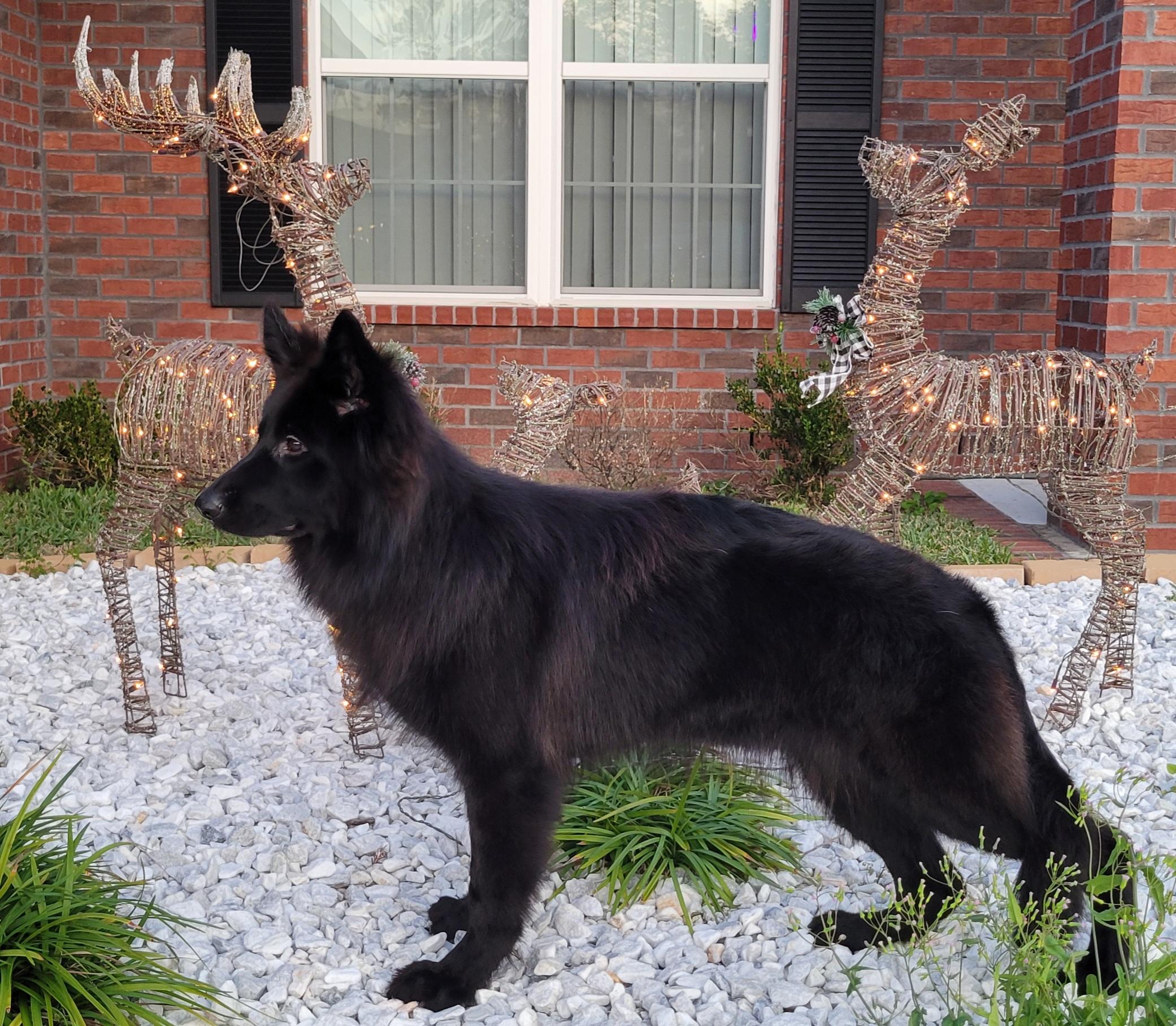 Guardian Shepherds in Florida | German Shepherd puppies | Good Dog