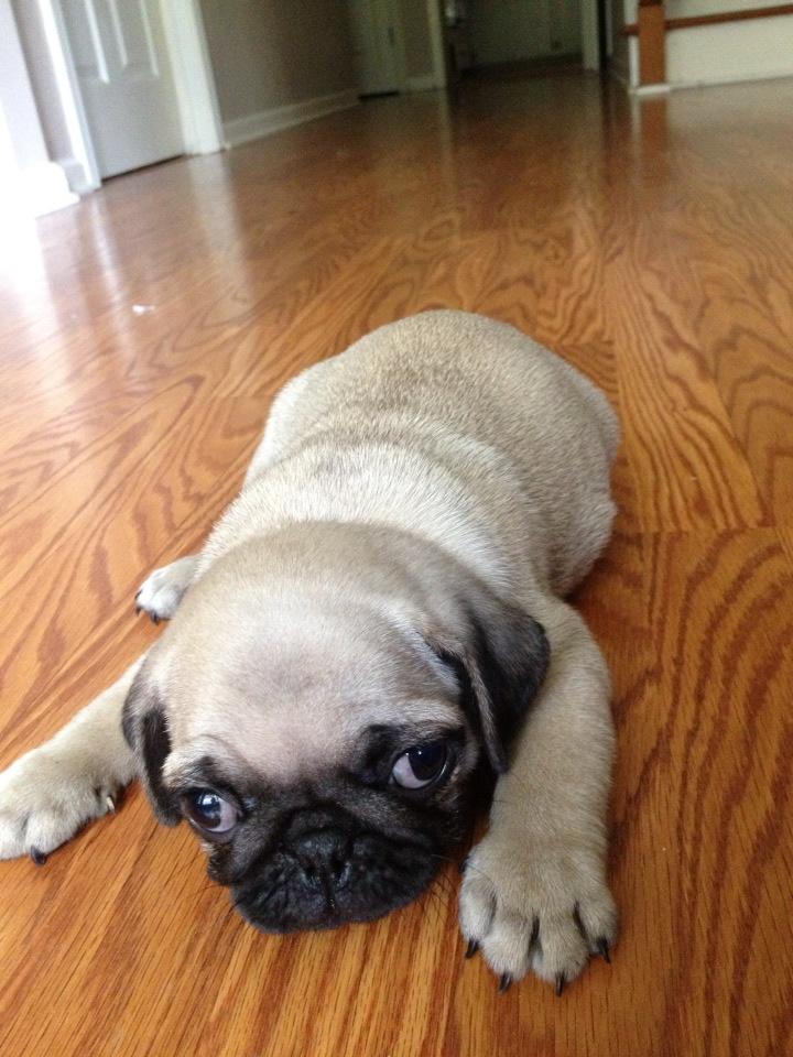 Freedom Meadow Farm in Louisiana | Pug and Shih Tzu puppies | Good Dog