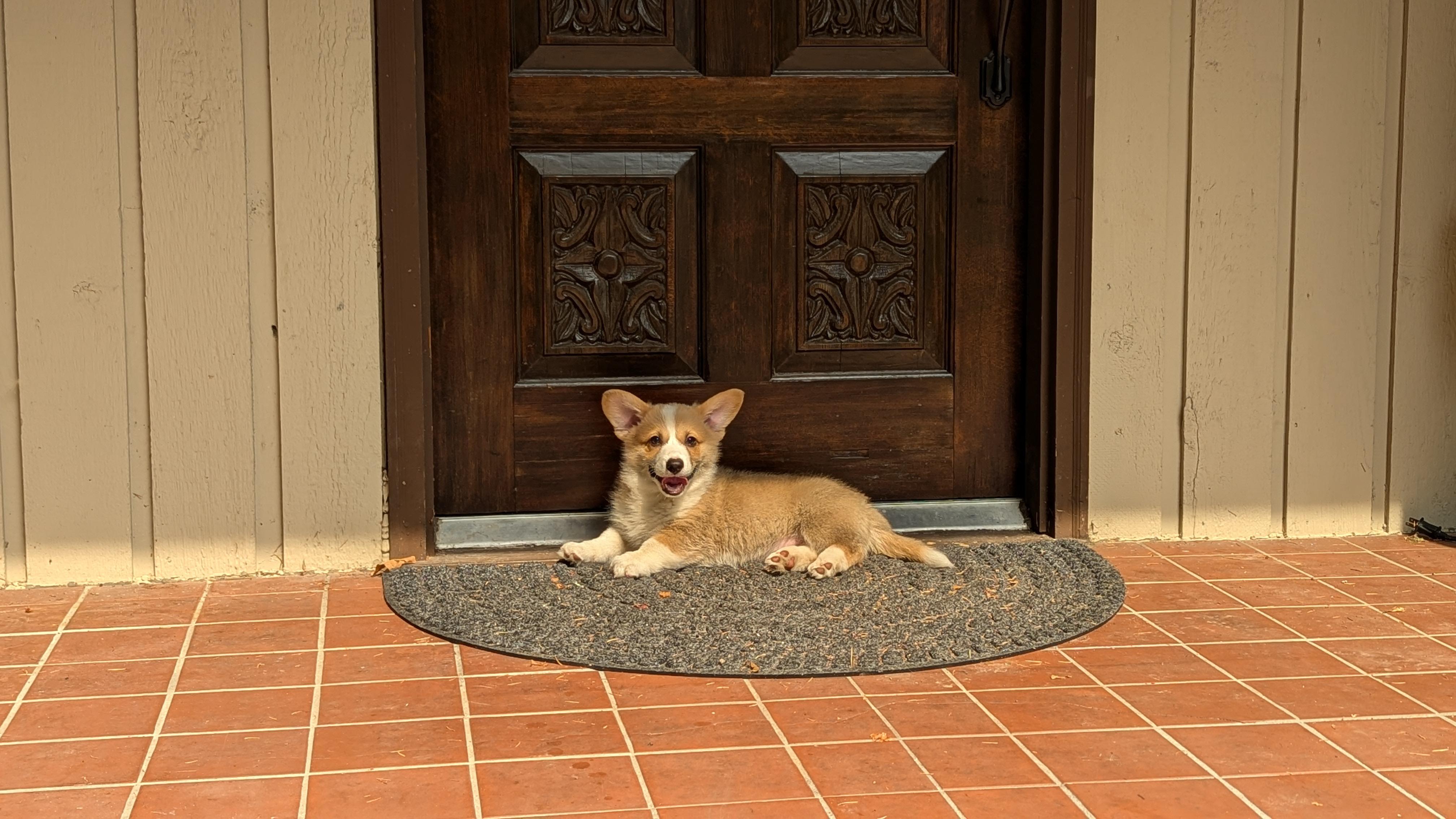 Pordr Corgis in Oregon | Pembroke Welsh Corgi puppies | Good Dog