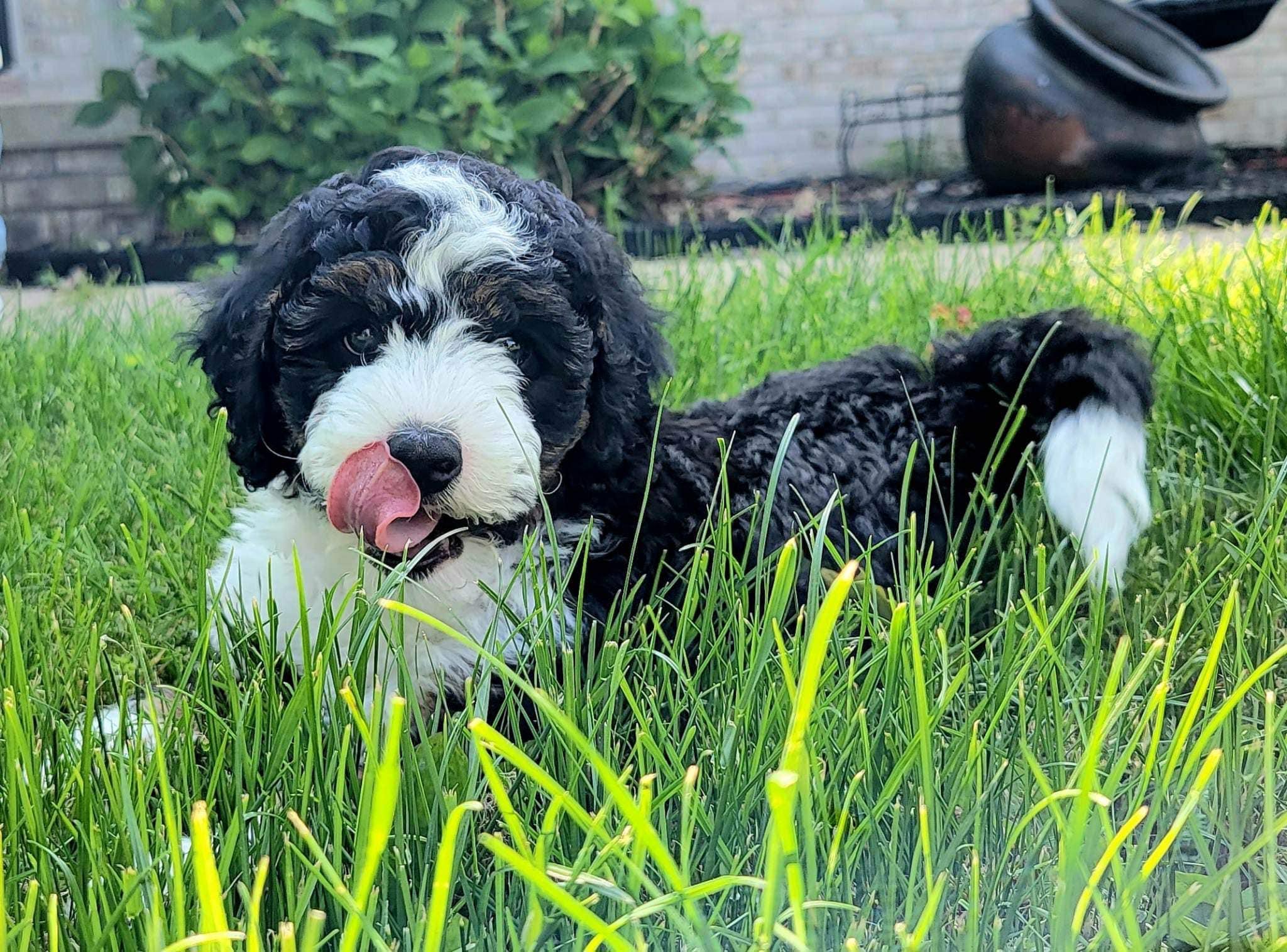 Schooley Doodles in Iowa | Aussiedoodle and Irish Doodle puppies | Good Dog