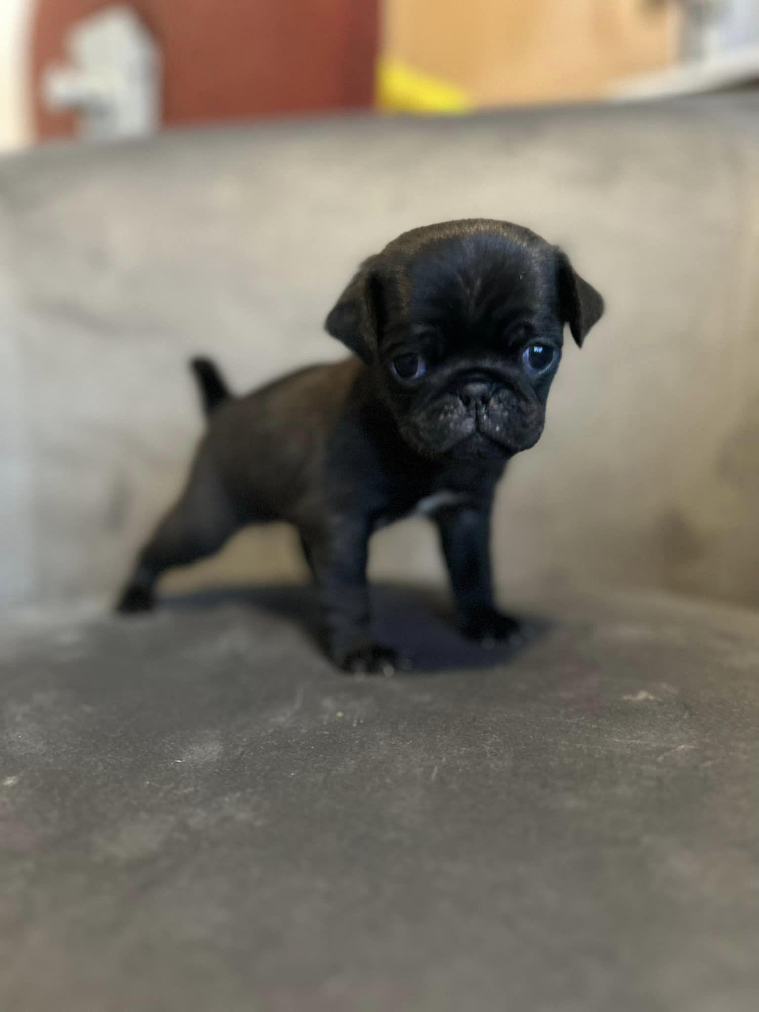 Hannah Stunkard in Texas | Pug puppies | Good Dog
