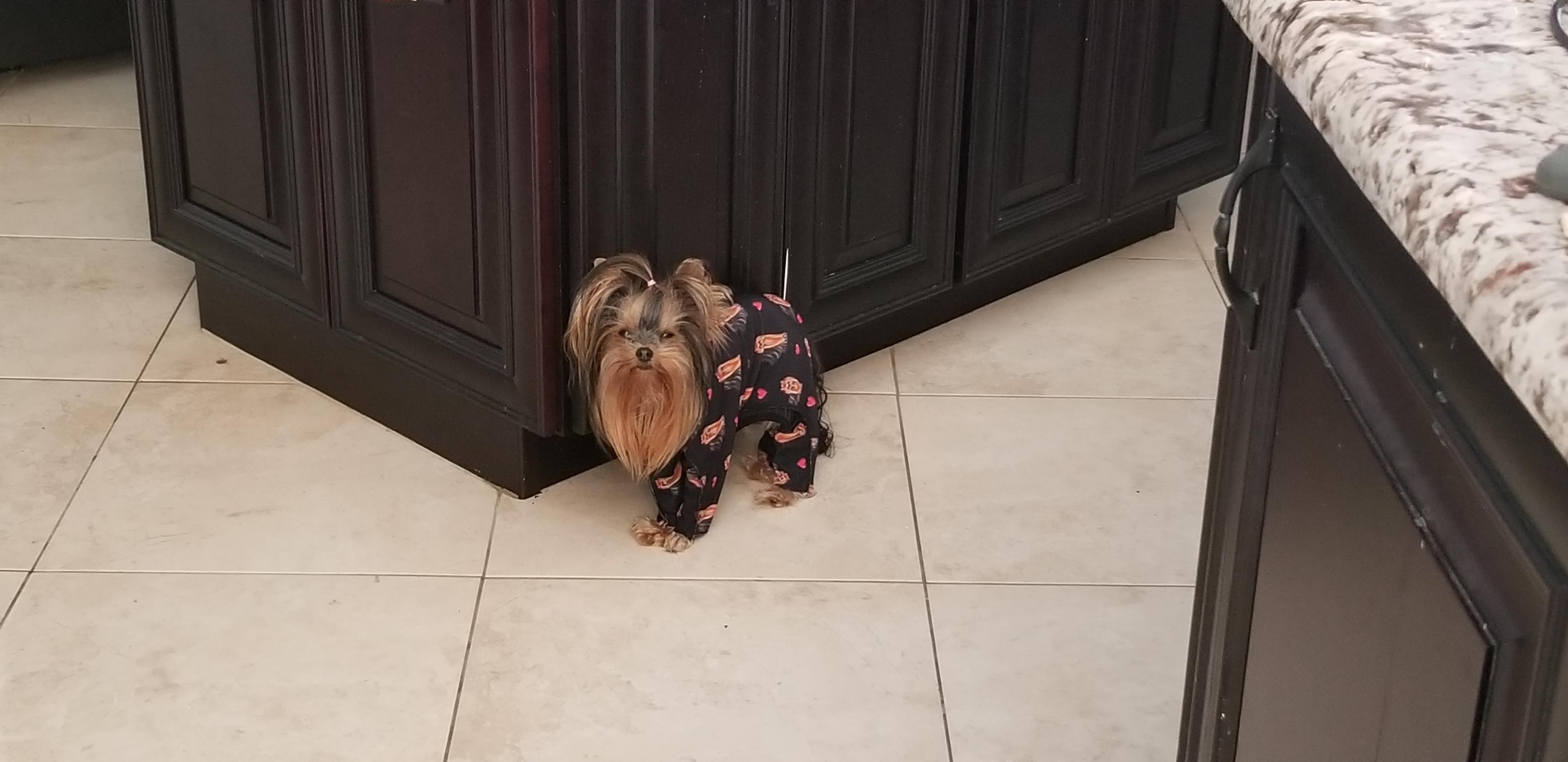 Starlet Yorkies in Florida | Yorkshire Terrier puppies | Good Dog