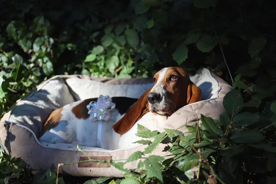 A&J's Backyard Bassets in Washington | Basset Hound puppies | Good Dog