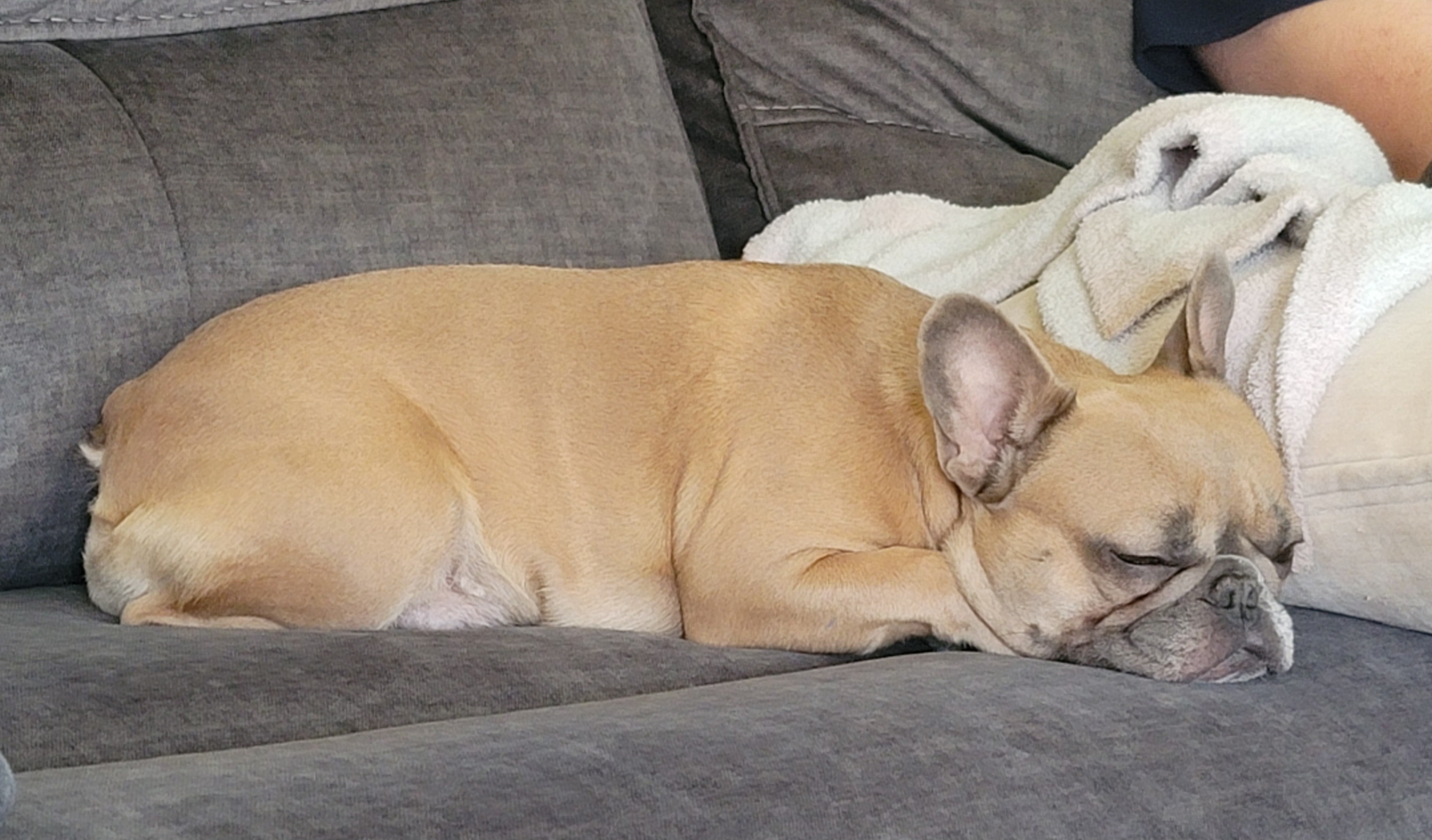 KD Farm in Texas | French Bulldog puppies | Good Dog