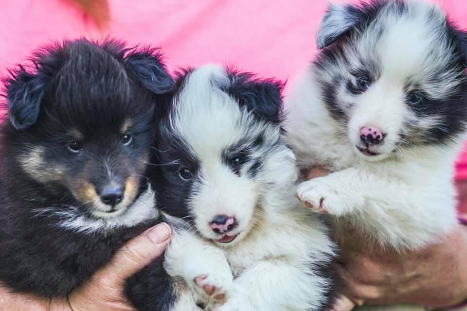 Kalinda Shelties in California | Shetland Sheepdog puppies | Good Dog