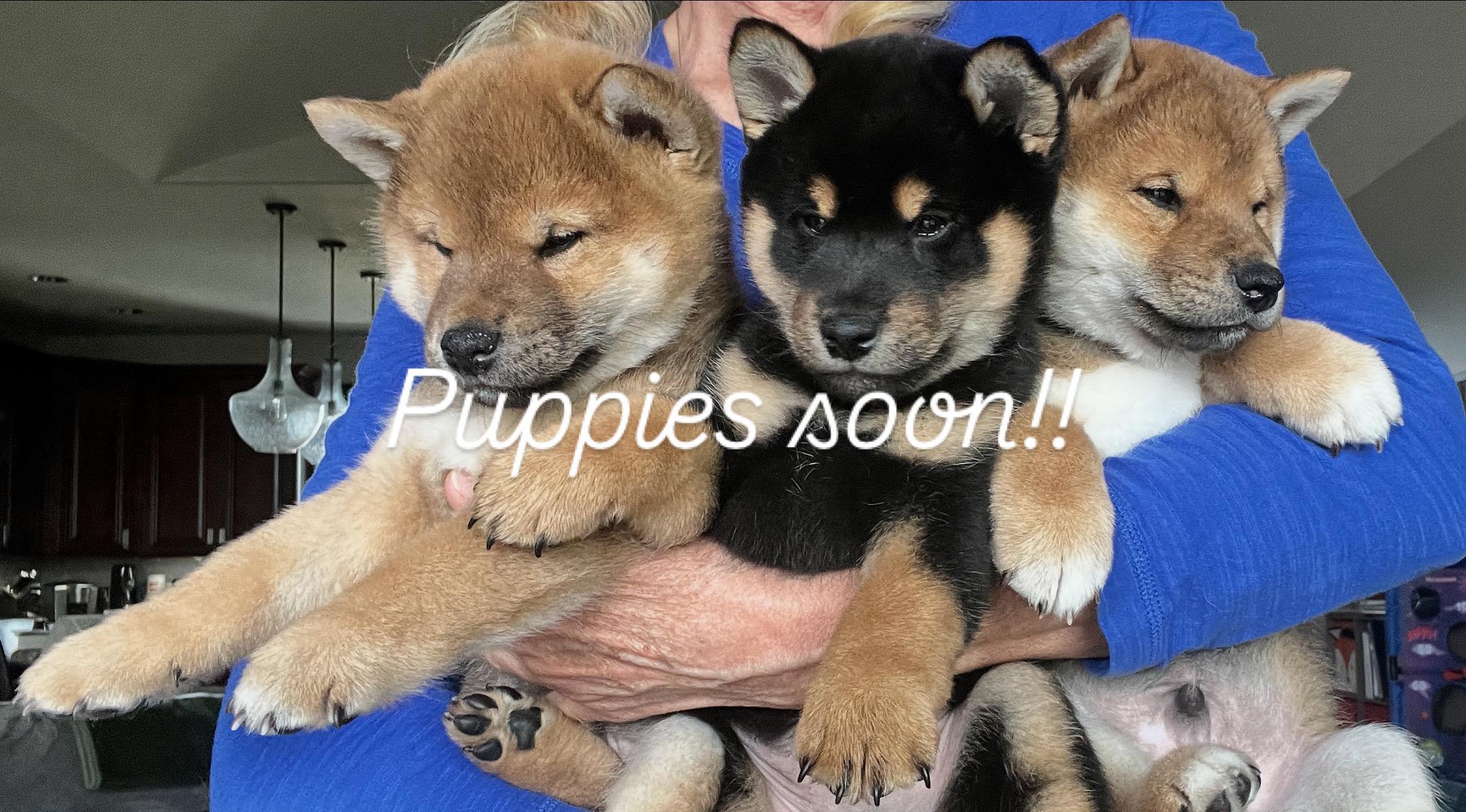 Hillsdale Shibas in Idaho | Shiba Inu puppies | Good Dog