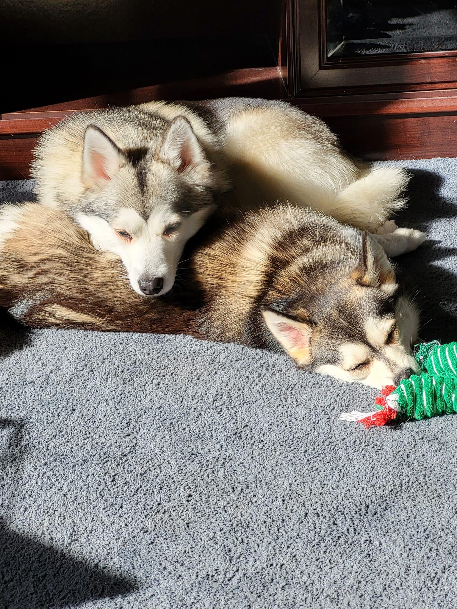 SE Ohio pomsky in Ohio | Pomsky puppies | Good Dog