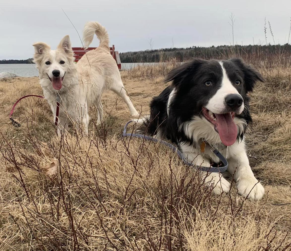 Broad Meadow Borders in Maine | Border Collie puppies | Good Dog