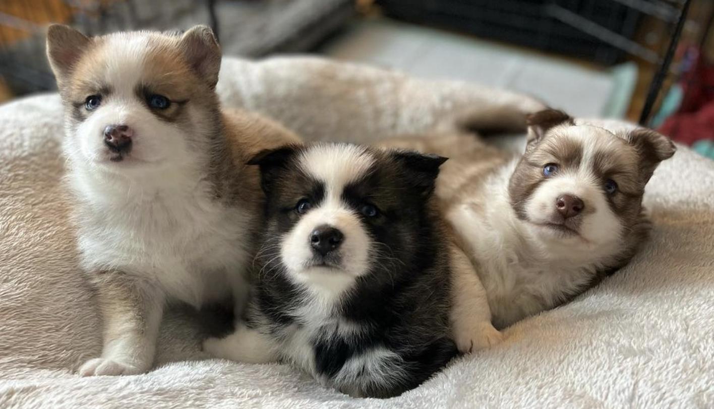 Pepper Pomskies in Minnesota | Pomsky puppies | Good Dog