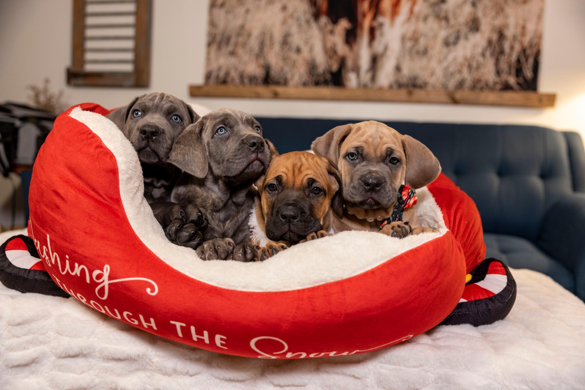 Iconic Corso Kennel in Colorado | Cane Corso puppies | Good Dog