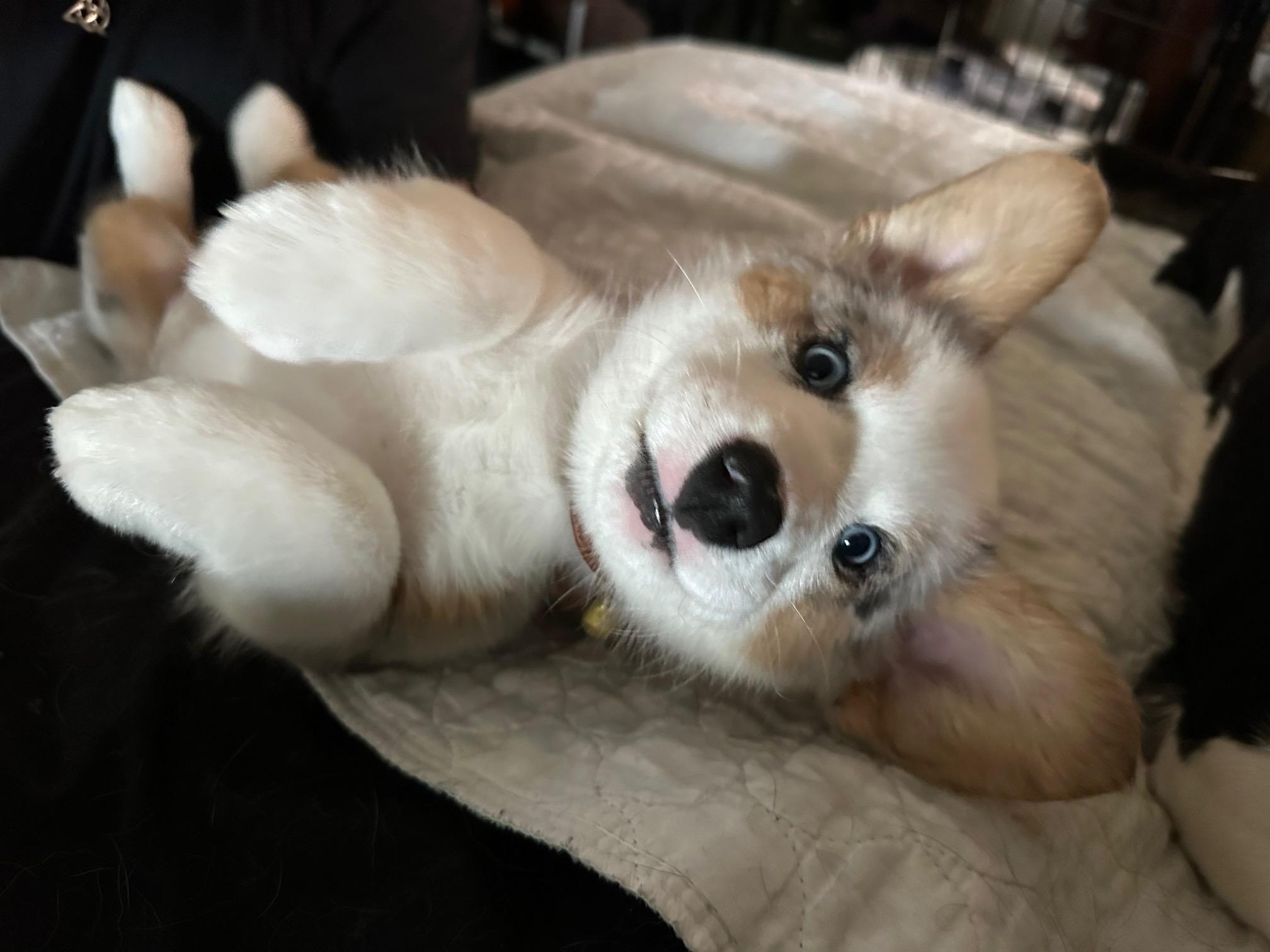 Wasatch Cardigan Corgis in New York | Cardigan Welsh Corgi puppies ...