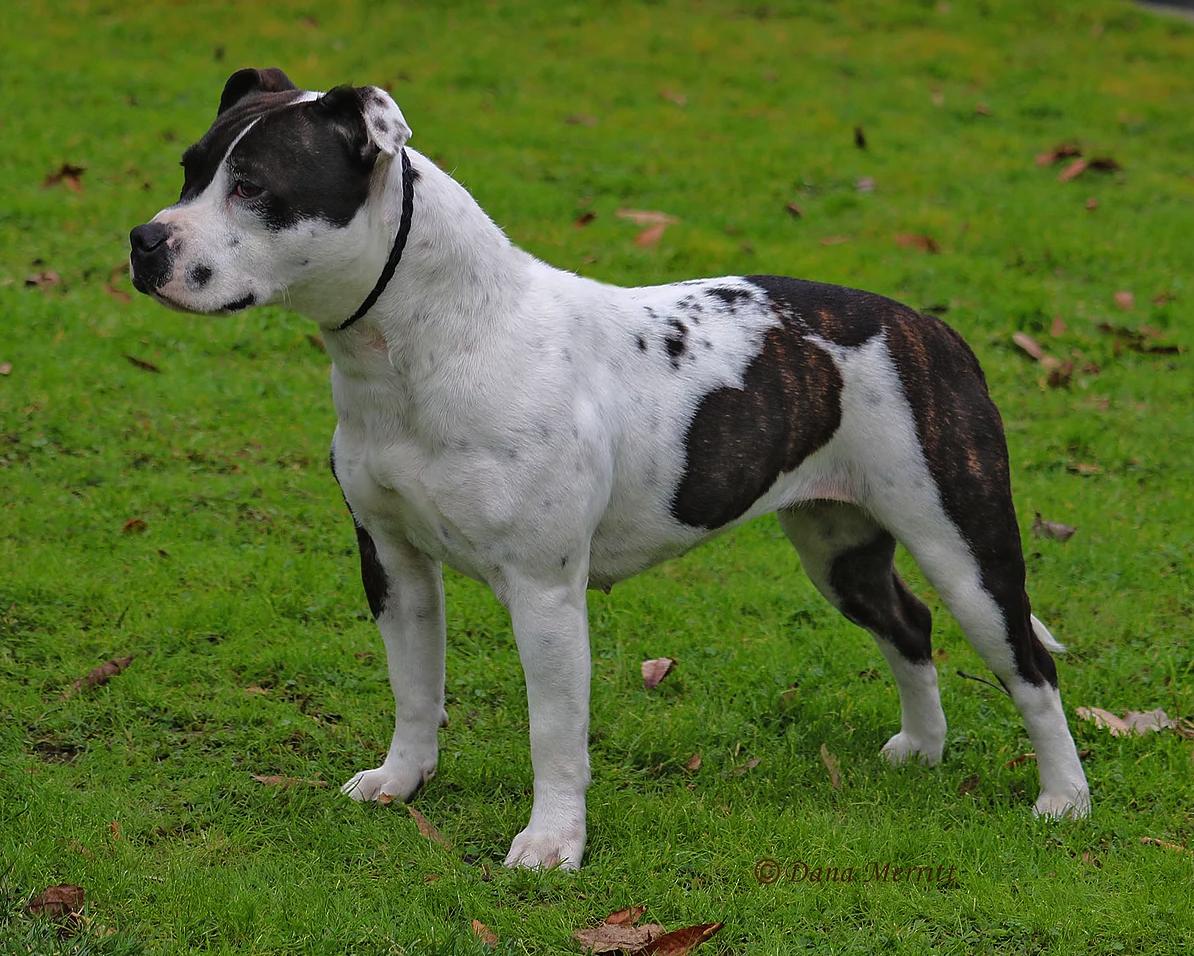 Hardknox Staffords in Oregon | Staffordshire Bull Terrier puppies ...