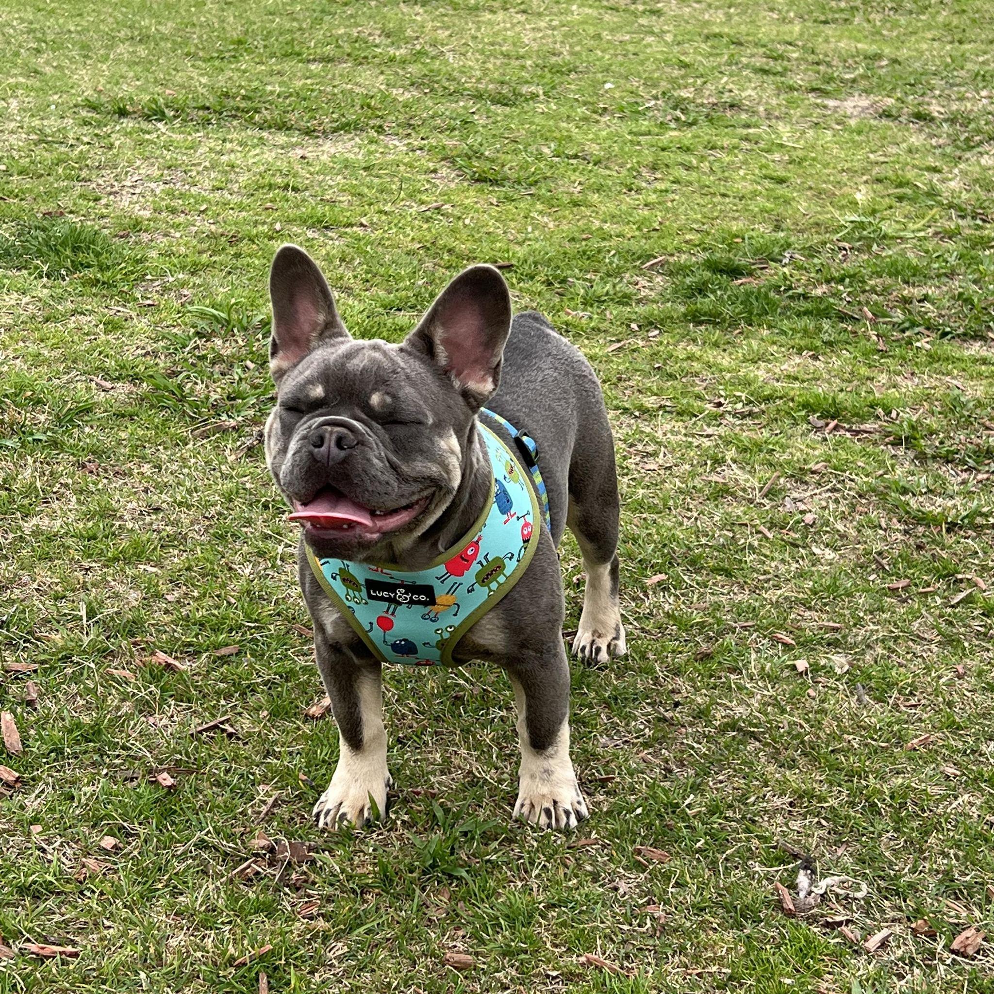 3MT Frenchies in Texas | French Bulldog puppies | Good Dog