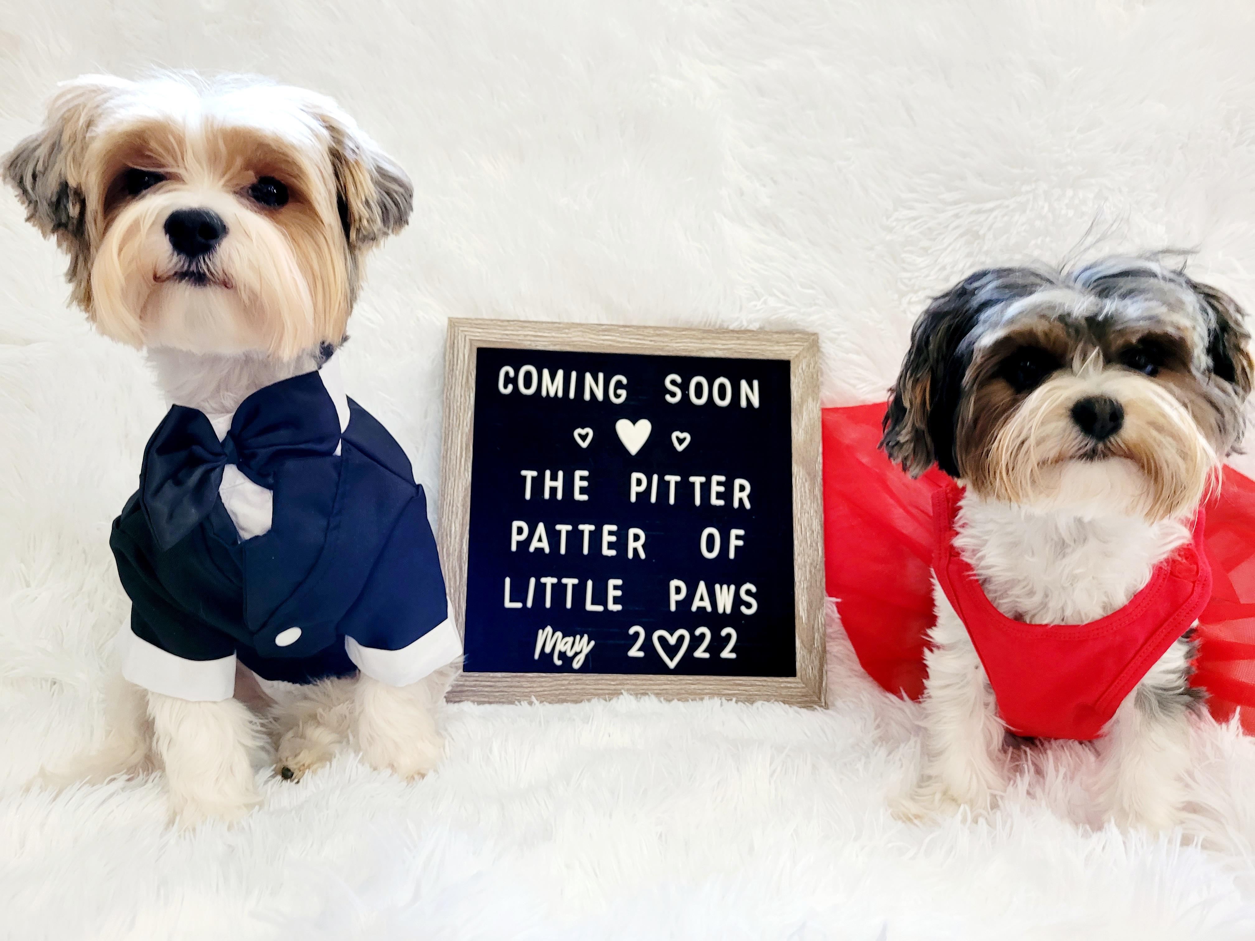 LeGrands Parti Pups in Missouri | Yorkshire Terrier puppies | Good Dog