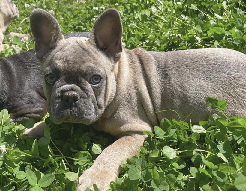 Freya_maxifrenchies in Arkansas | French Bulldog puppies | Good Dog