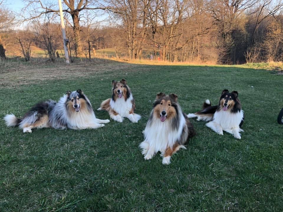 CrossRoads Collies in Michigan | Collie puppies | Good Dog