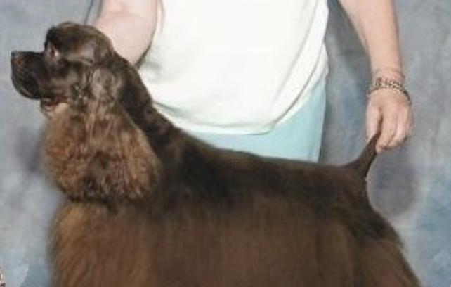 Artep Toy Poodles and Cocker Spaniels in North Carolina | Cocker ...