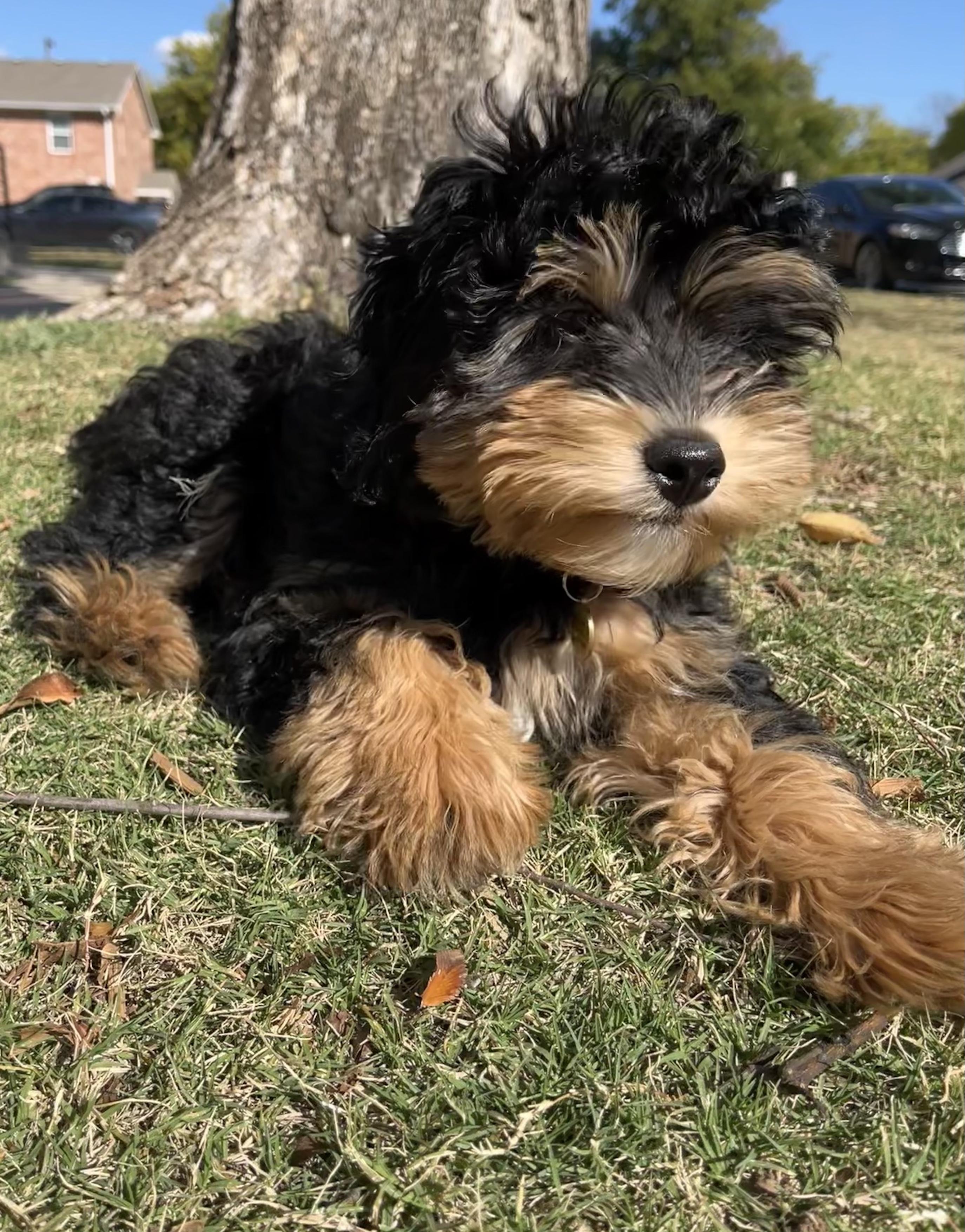 Davis Family Doodles in Missouri | Cavapoo, Sheepadoodle or Pyredoodle ...