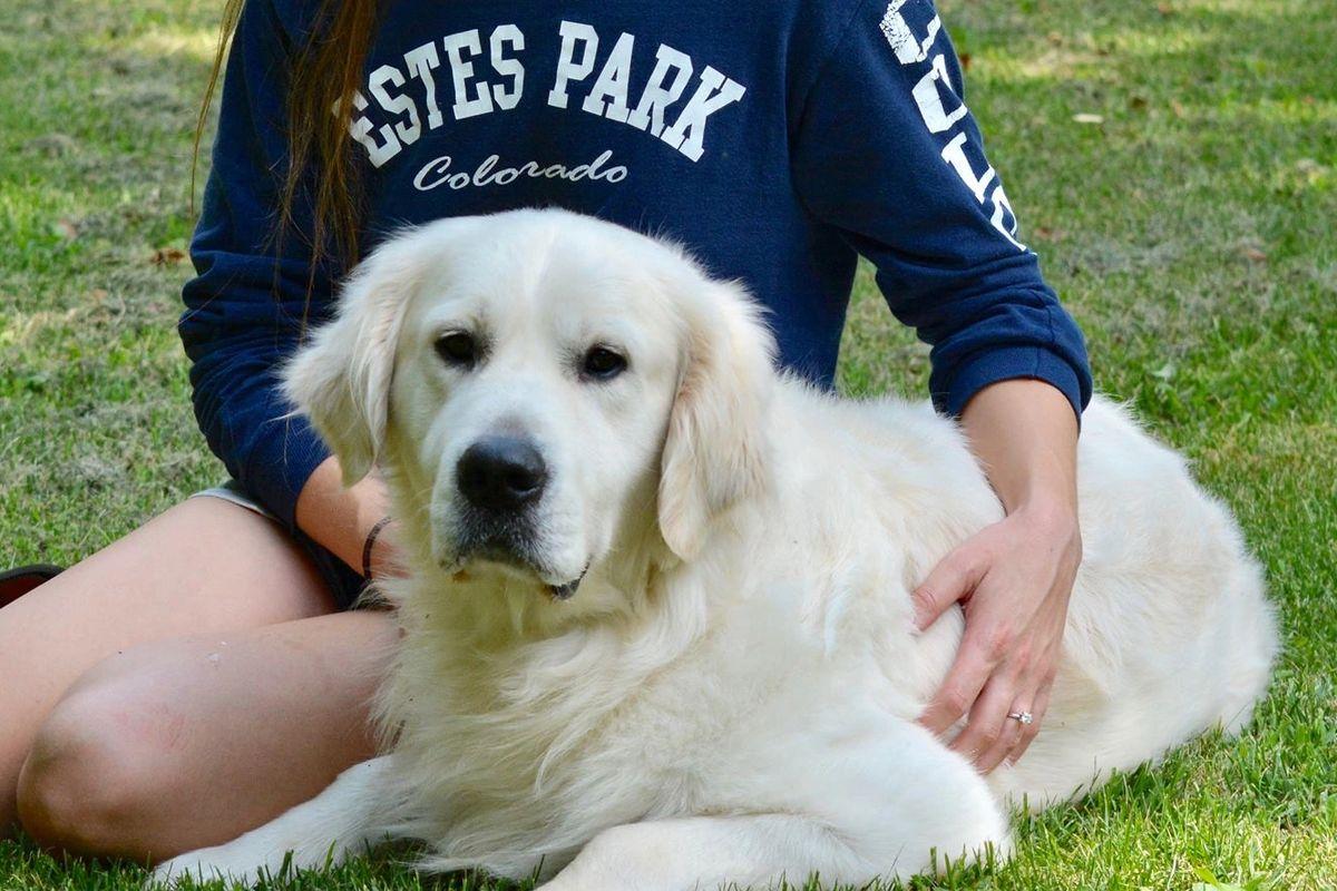 Creekside Golden Kennels in Michigan | Golden Retriever puppies | Good Dog