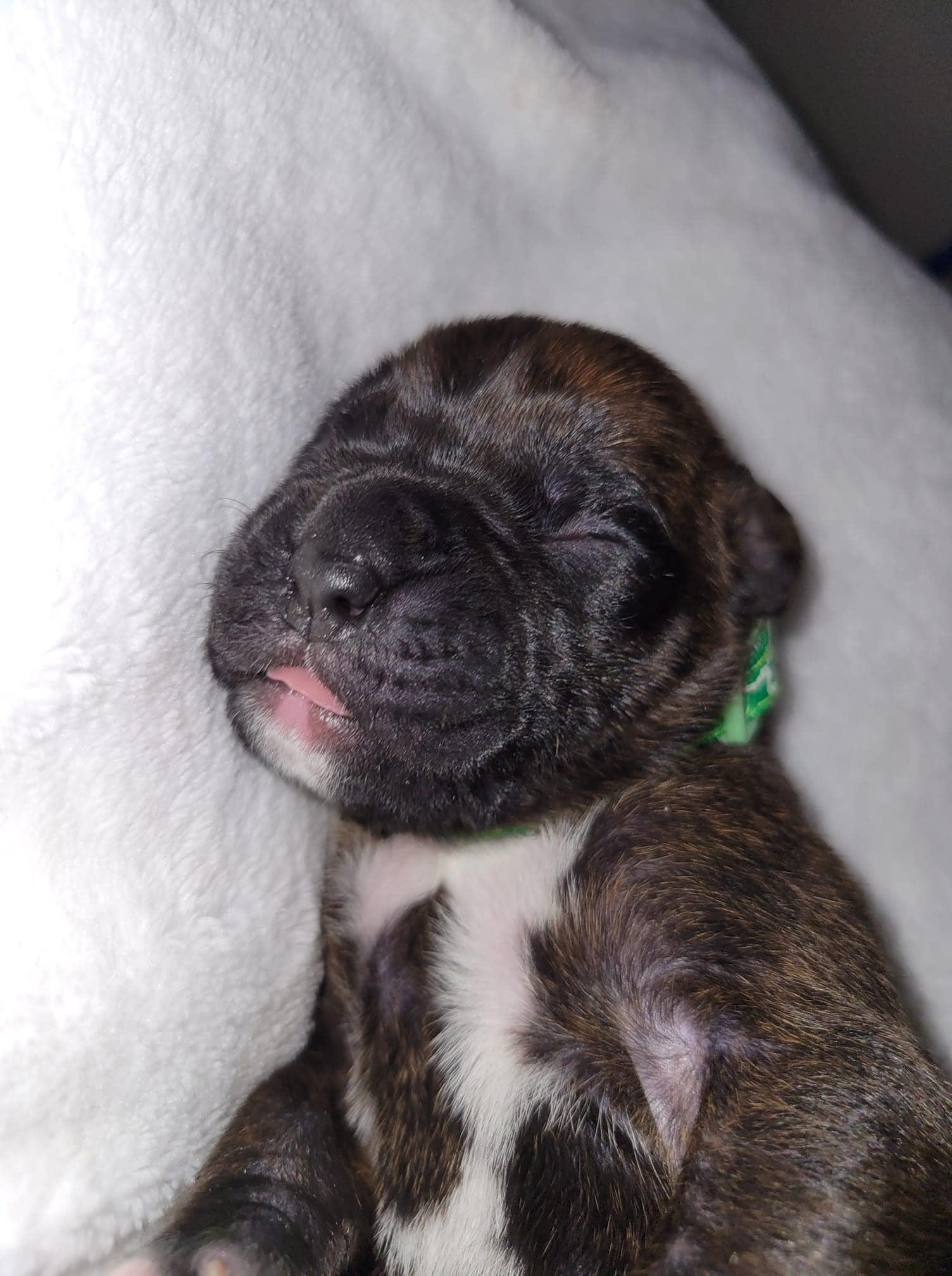 Seal Boxers in Virginia | Boxer puppies | Good Dog
