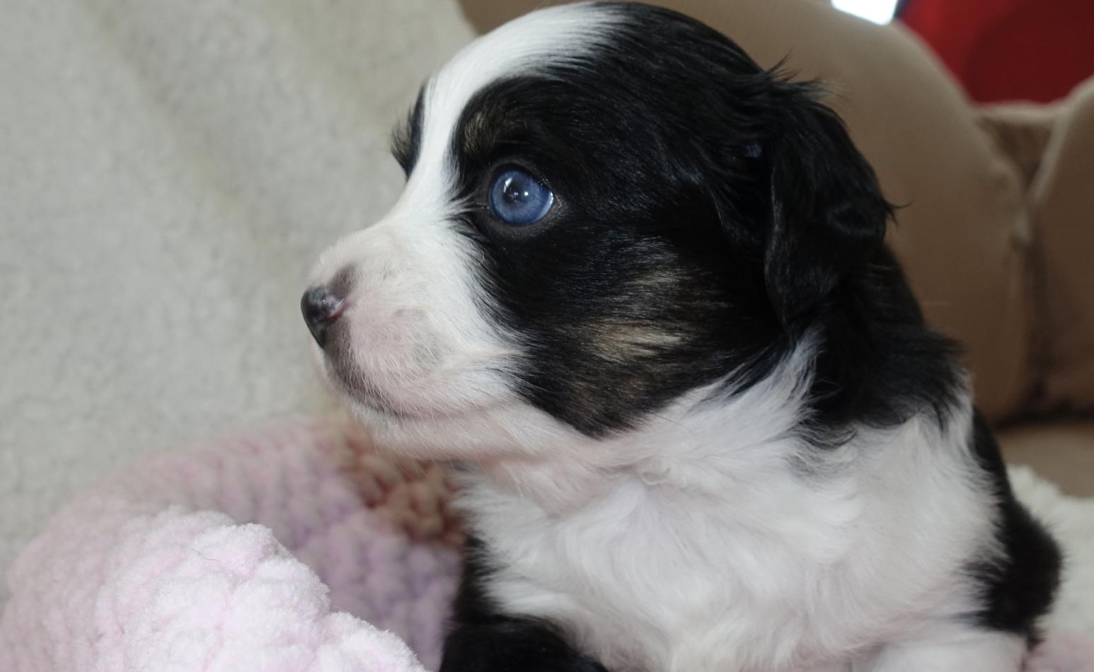 Longo's Little Aussies in Wisconsin | Miniature Australian Shepherd and ...