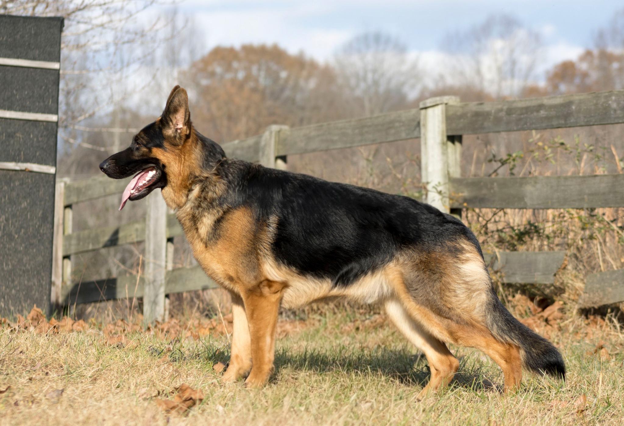 Vom Haus Rabenstein in Virginia | German Shepherd puppies | Good Dog