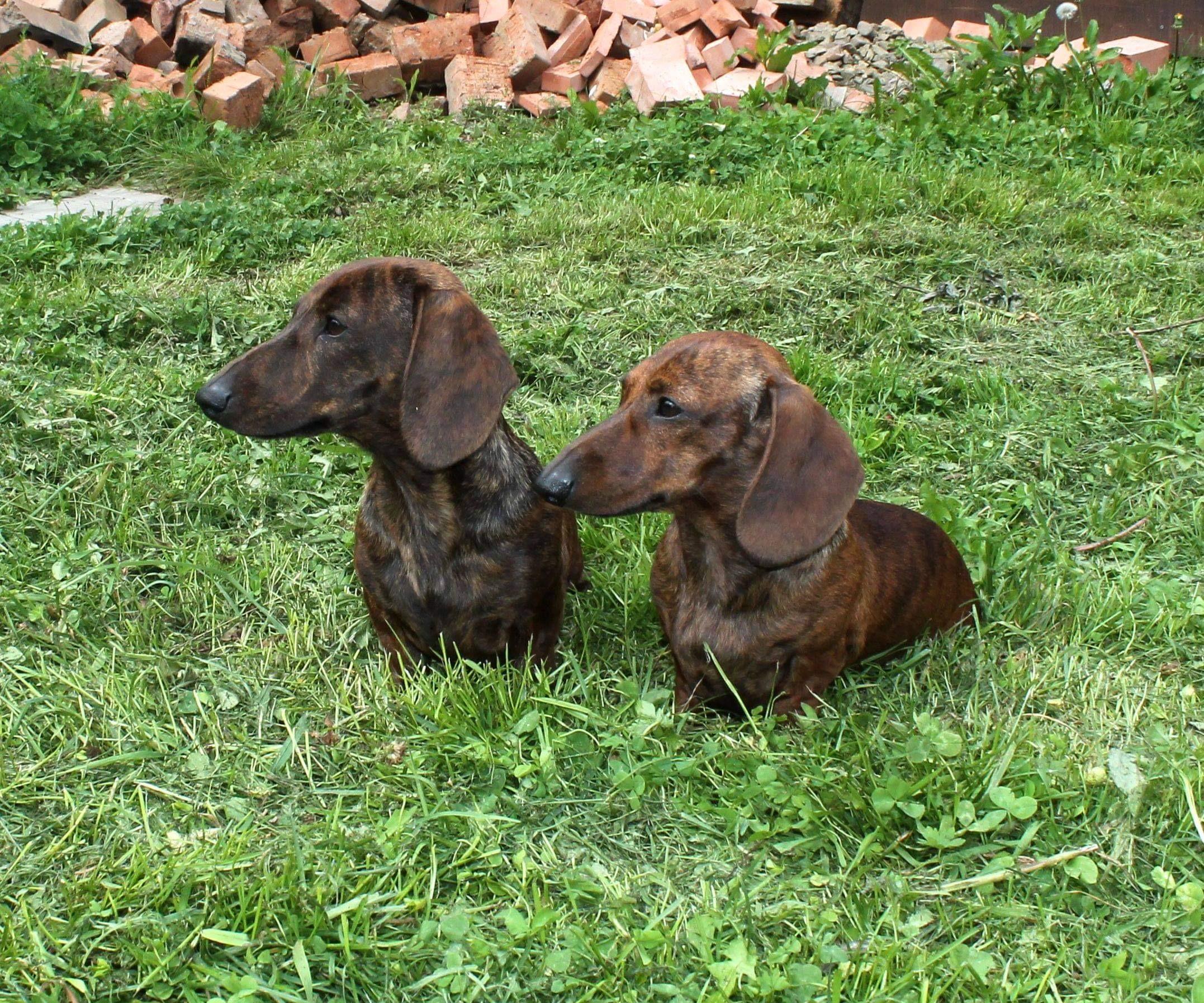 Army of Dachshunds in North Carolina | Dachshund puppies | Good Dog