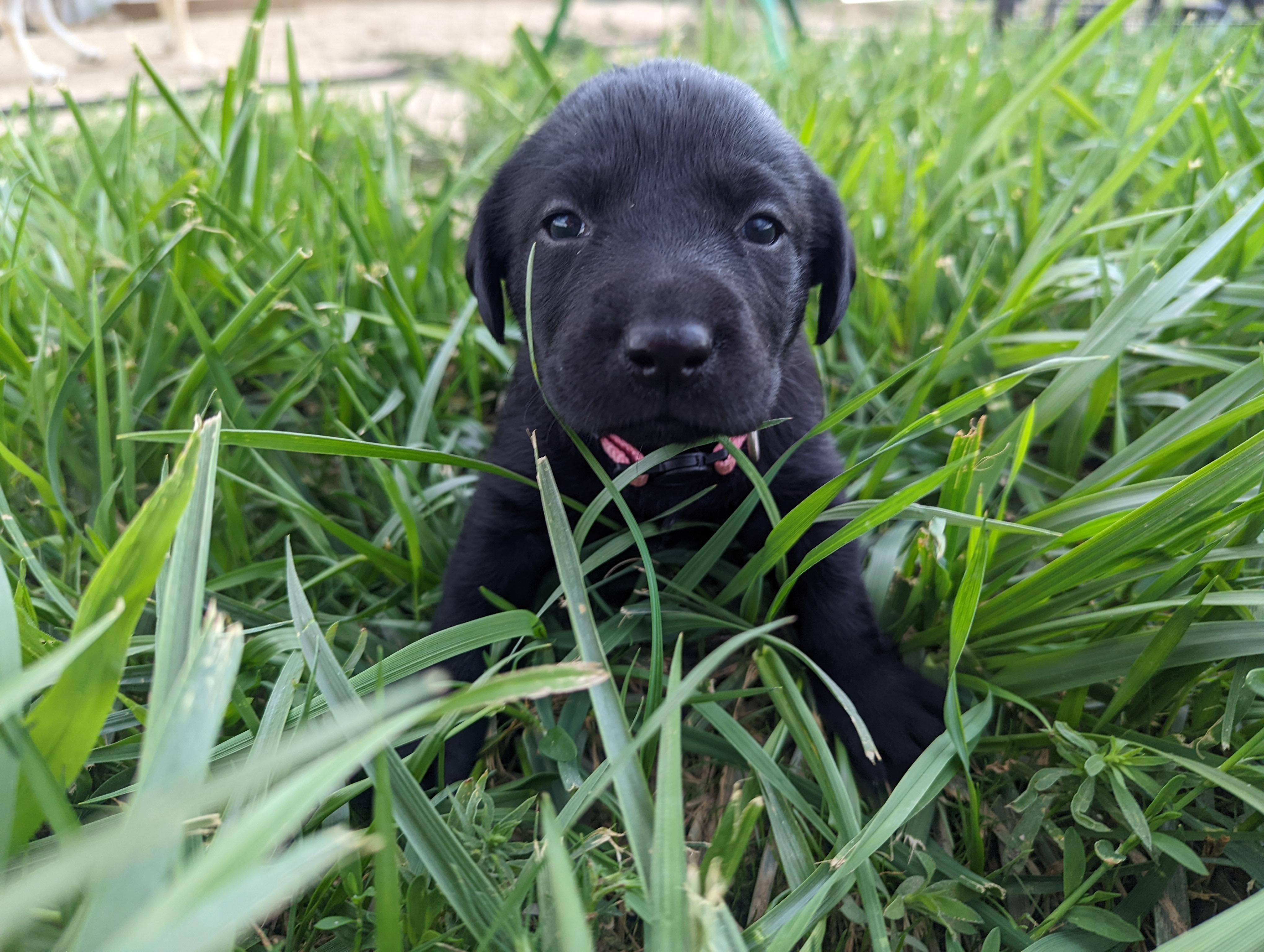 LC Hunting Labs, LLC. in Colorado | Labrador Retriever and Dilute ...