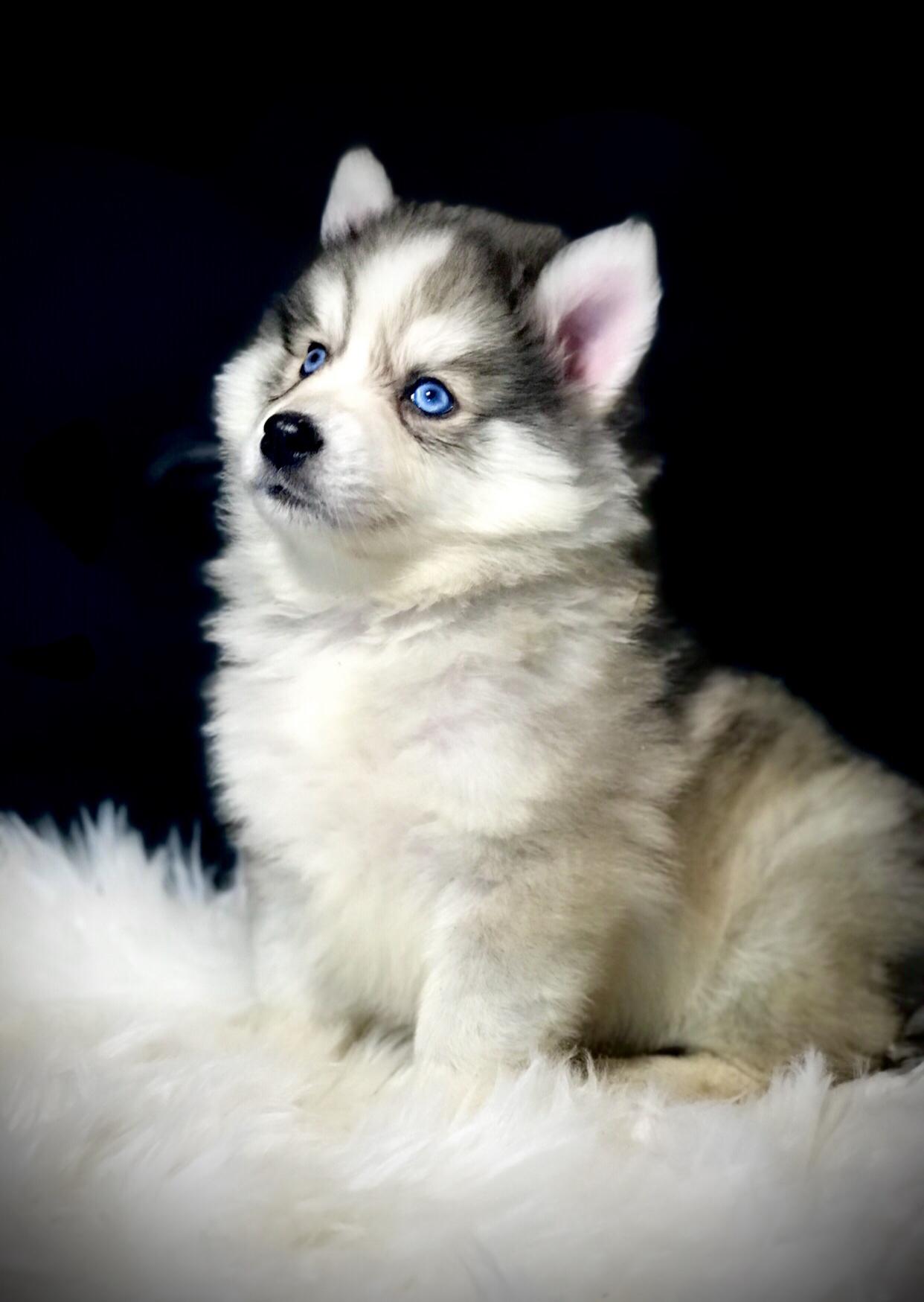 A-Dream Pomsky Kennel in Oklahoma | Pomsky and Siberian Husky puppies ...