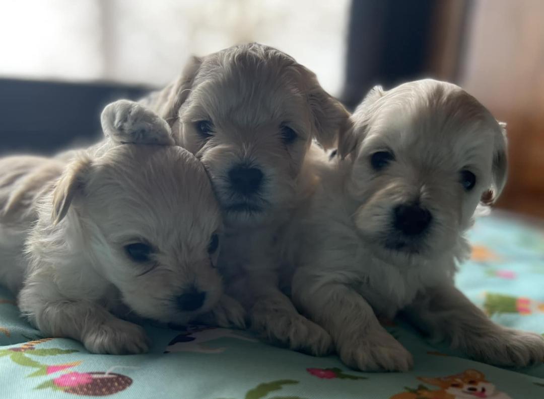 Alabama Maltipoo in Alabama | Maltipoo puppies | Good Dog