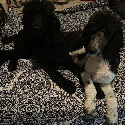 Sassy Poodles and Doodles in Oklahoma | Poodle and Sheepadoodle puppies ...