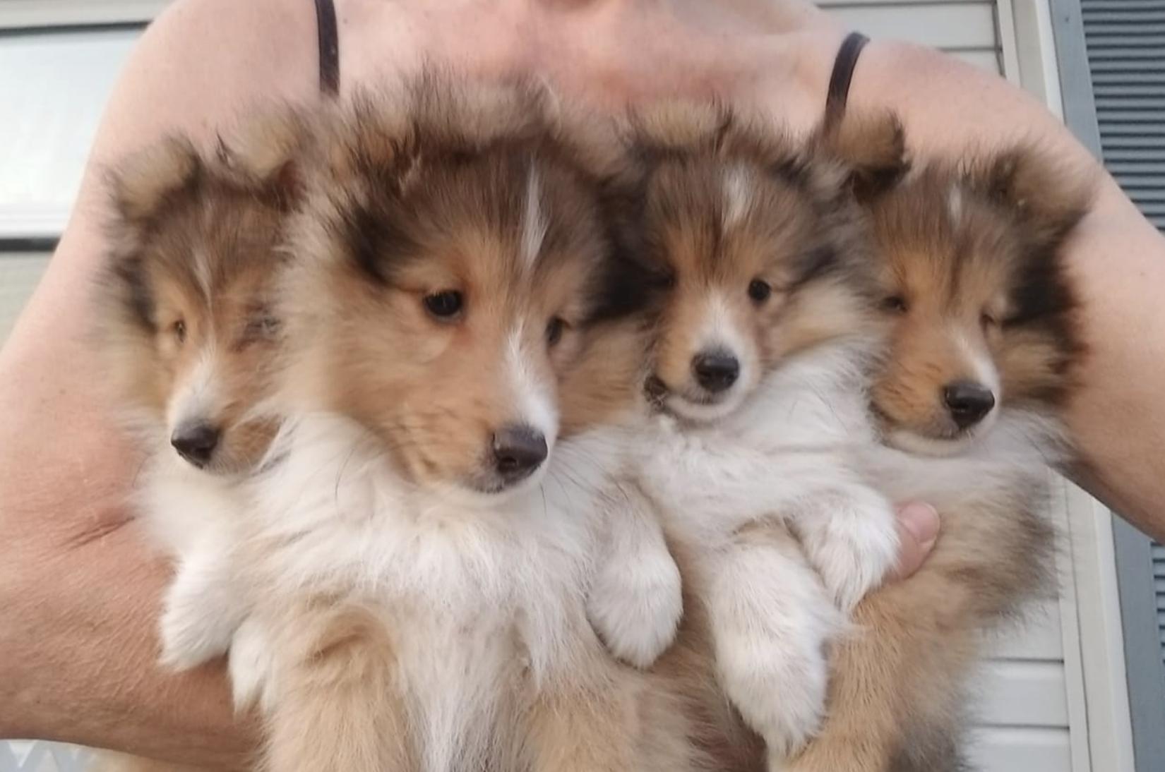 Spring Valley shelties in Iowa | Shetland Sheepdog puppies | Good Dog