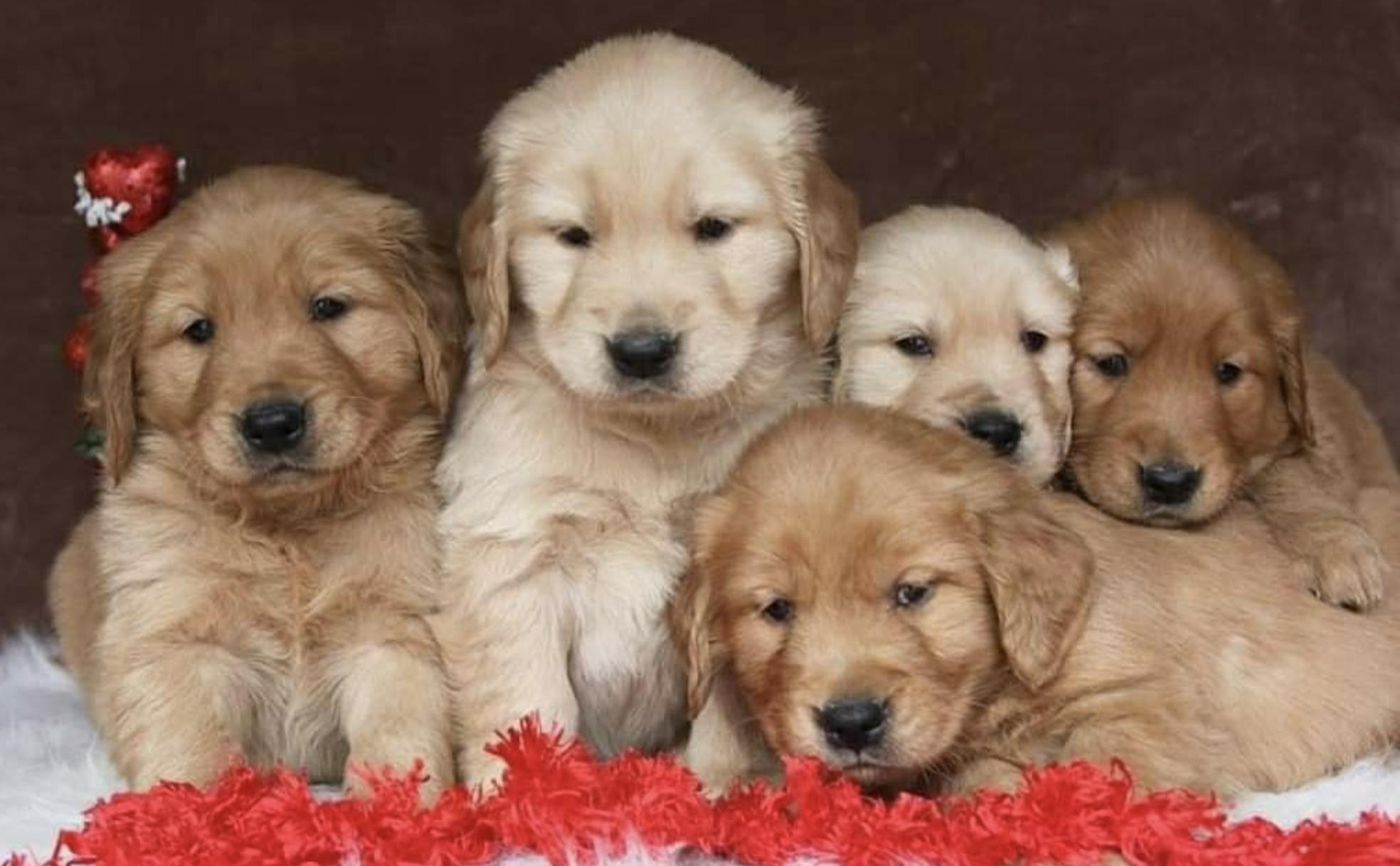 North Star Retrievers in Ohio | Golden Retriever puppies | Good Dog