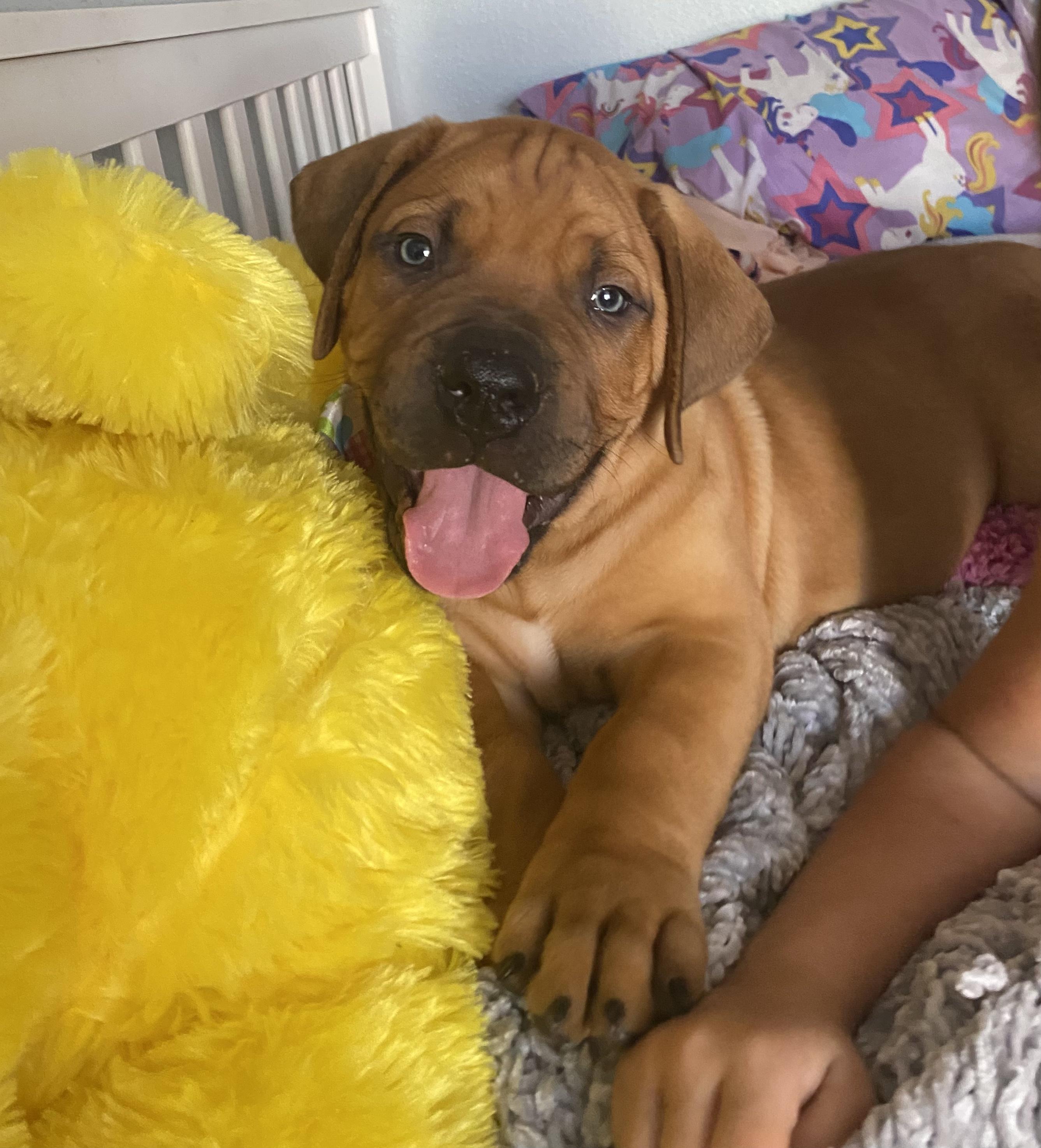 Coachella So Cal Boerboels in California | Boerboel puppies | Good Dog