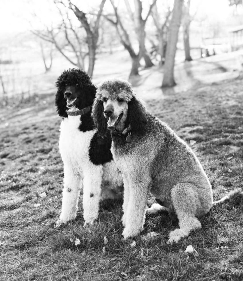 Van Der Poodles in South Dakota | Poodle puppies | Good Dog