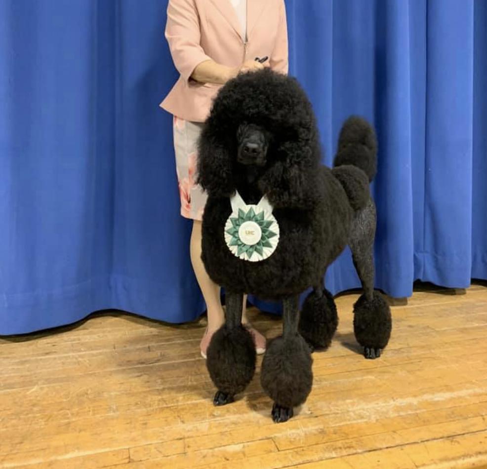Croton Pines Standard Poodles LLC in Michigan | Poodle puppies | Good Dog