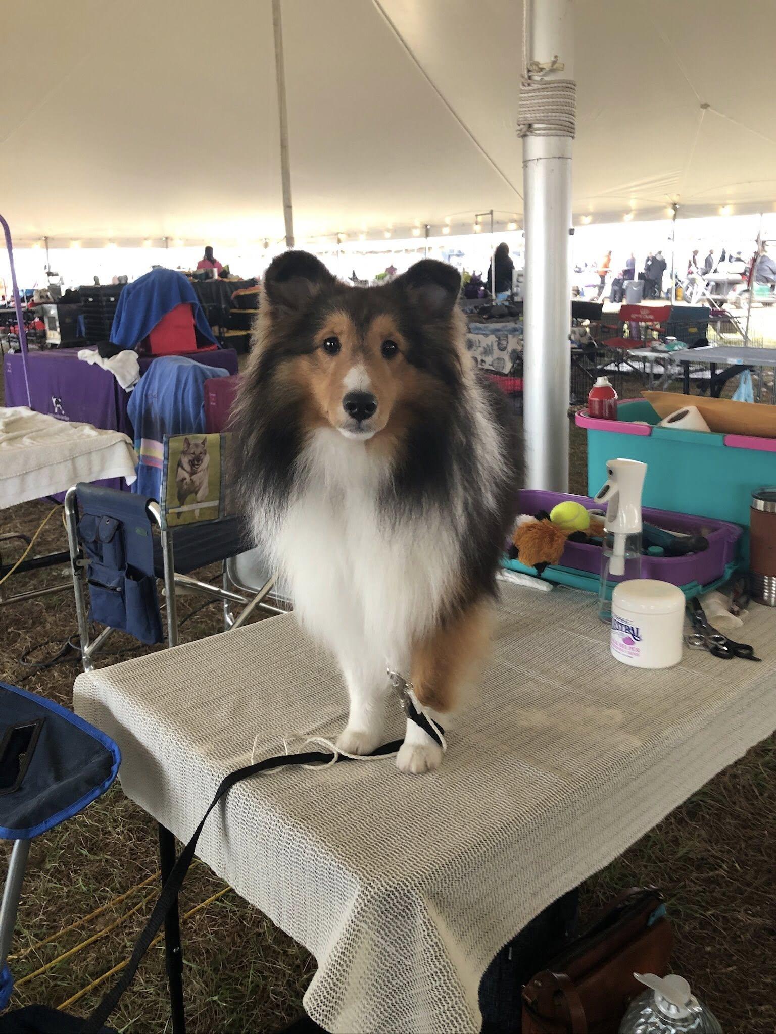 Yardart Shelties in Florida | Shetland Sheepdog puppies | Good Dog