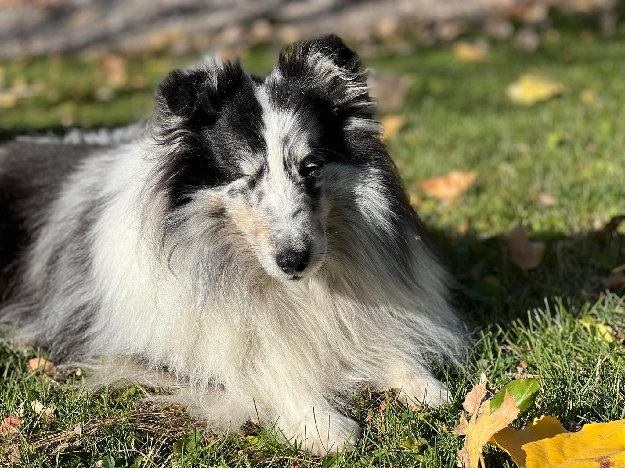 Akadia Shelties in Idaho | Shetland Sheepdog puppies | Good Dog