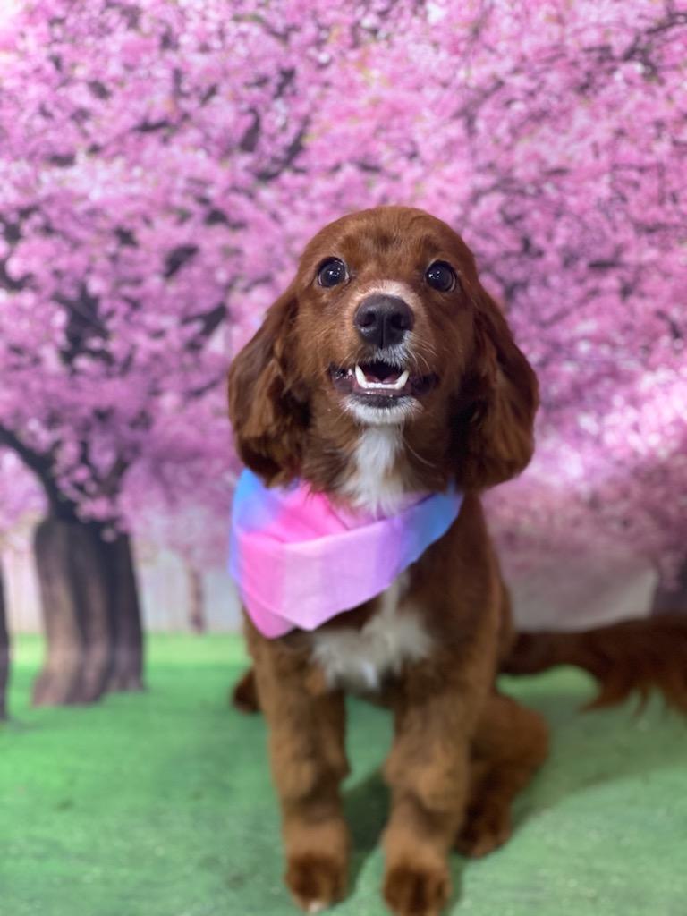 Rachel's Sunny Side Cockapoos in Arizona | Cockapoo puppies | Good Dog