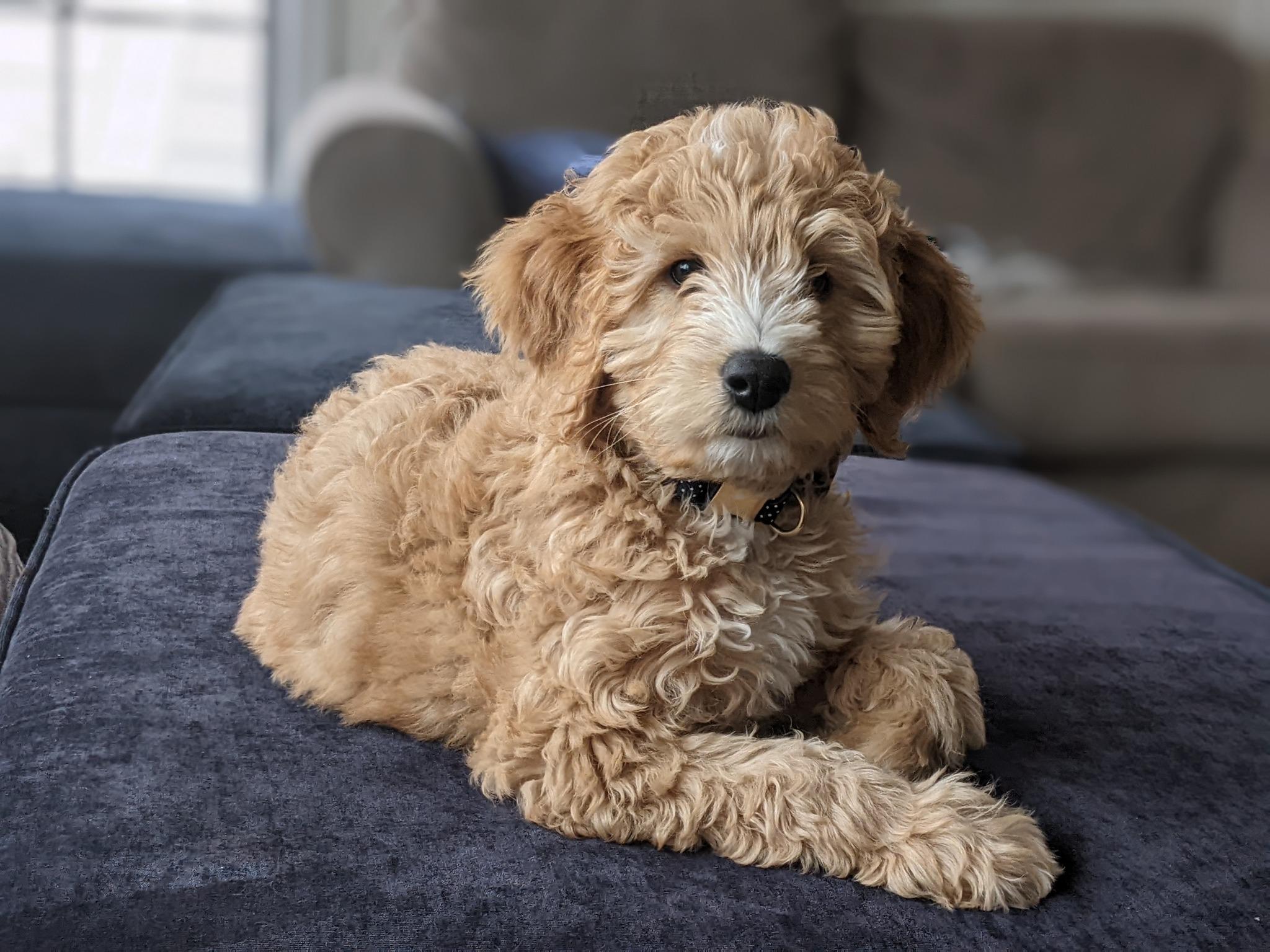 Birchmarr Doodles in Michigan | Goldendoodle puppies | Good Dog