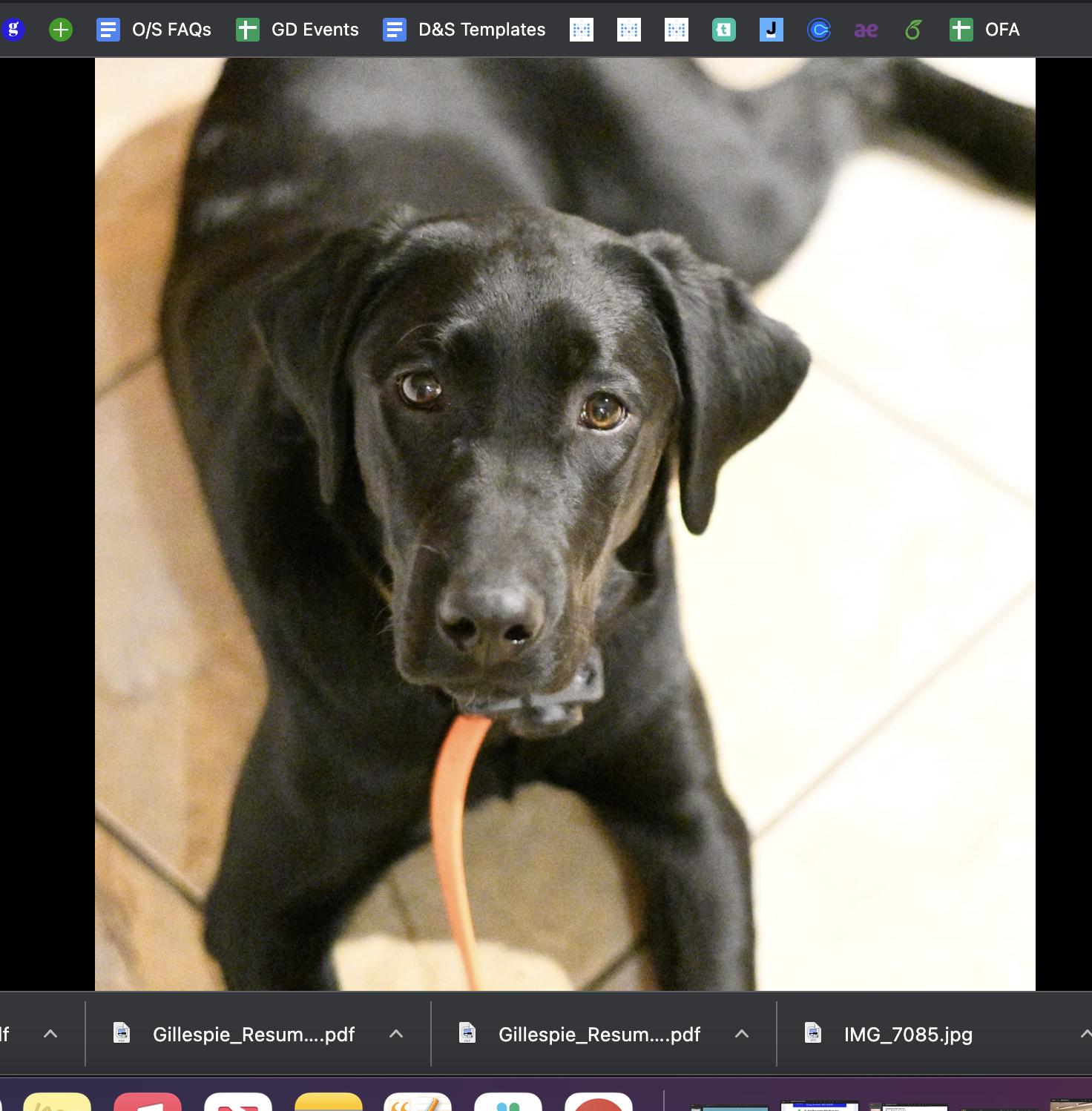 Kennels at 3551 in Virginia | Labrador Retriever and Dilute Retriever ...