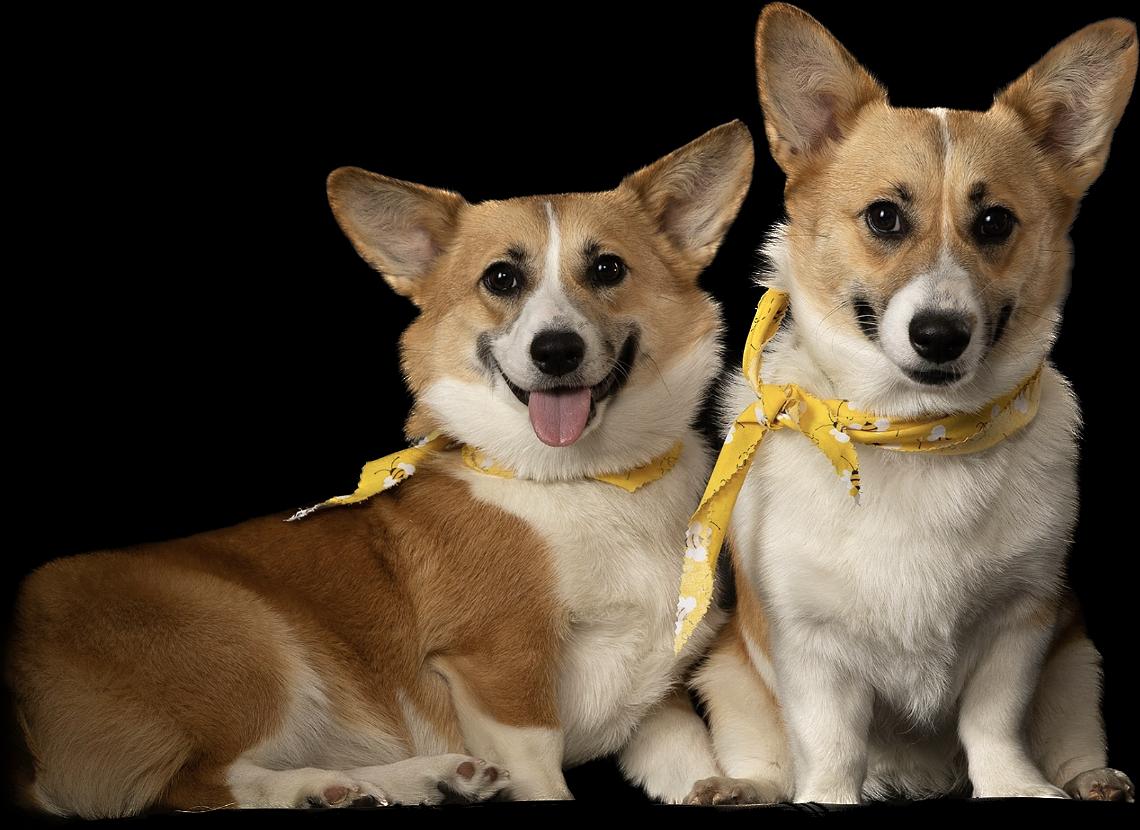 Celtic Corgis in Hawaii | Pembroke Welsh Corgi puppies | Good Dog