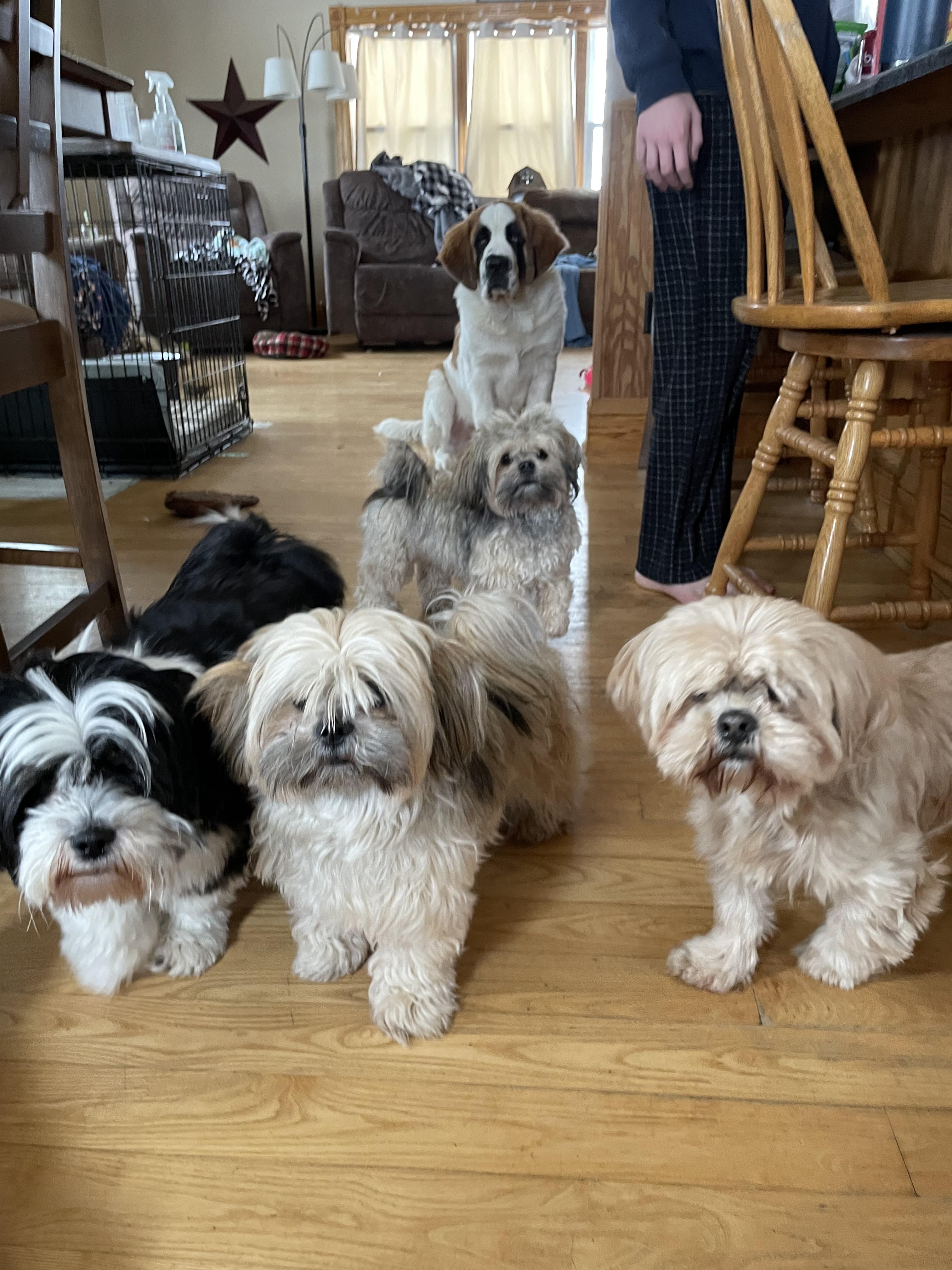 Lhasa Fur Life in Michigan | Lhasa Apso puppies | Good Dog